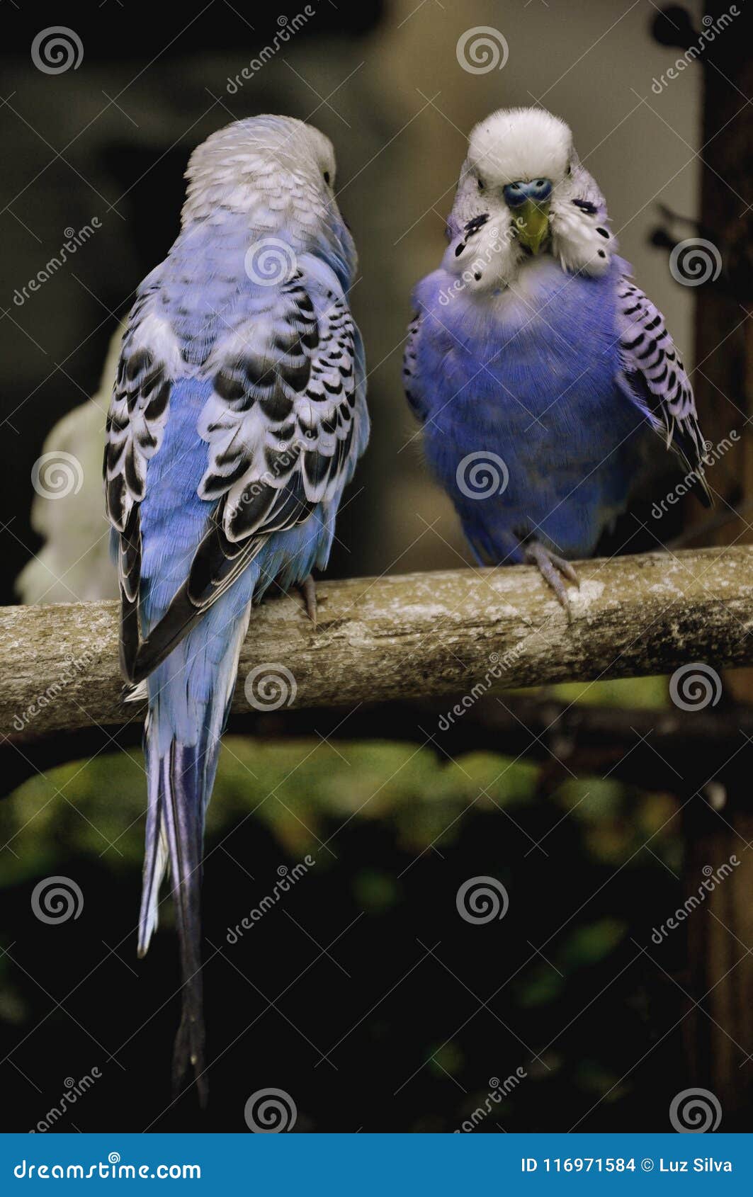 A cute couple of birds stock photo. Image of naturaleza - 116971584