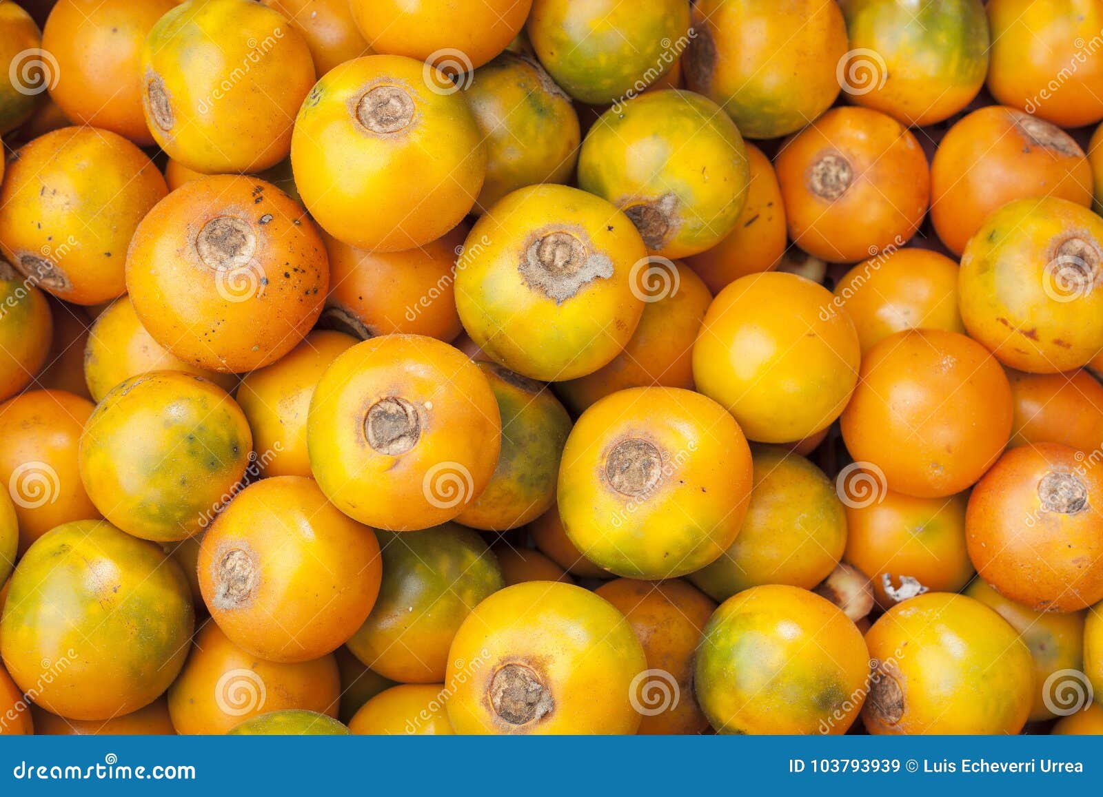 Quitoense Do Solanum Do Fruto Tropical De Lulo Imagem de Stock - Imagem ...