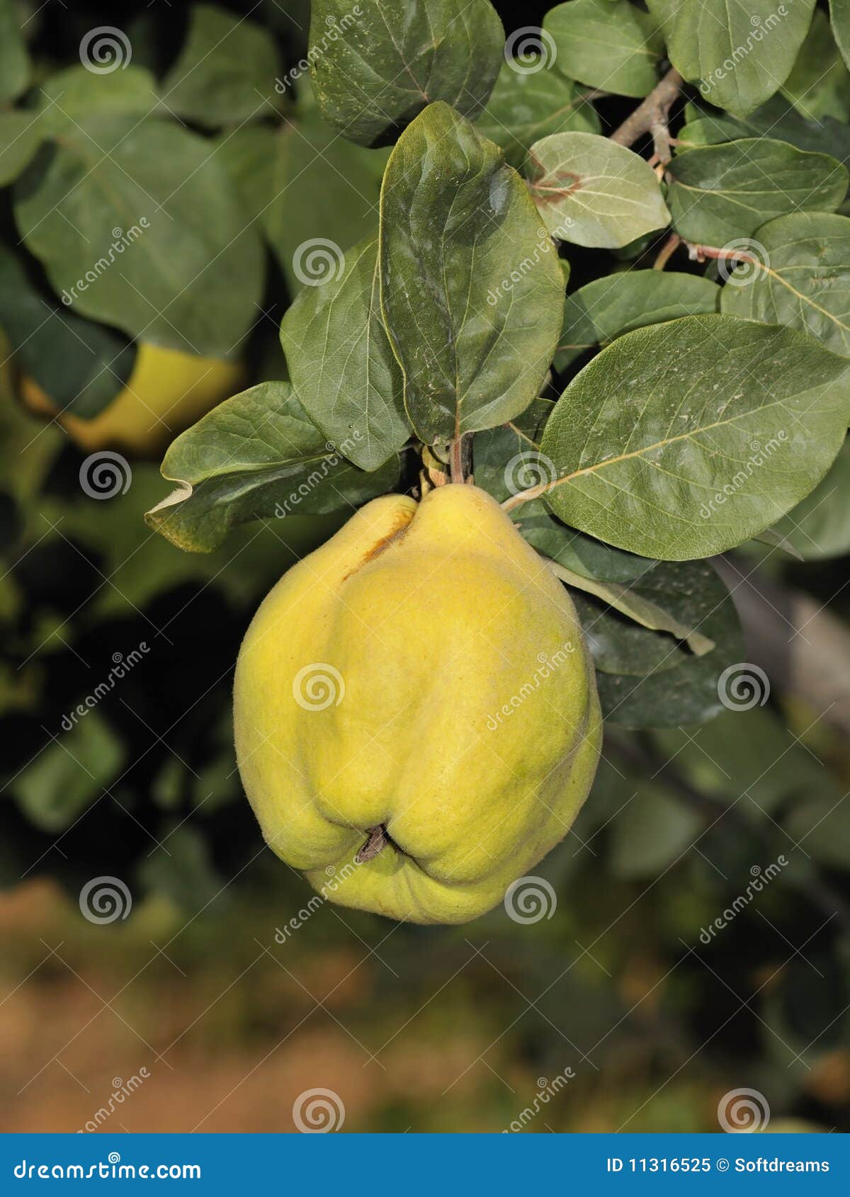 Quitte stockbild. Bild von geschmack, vital, farbe, quitte - 11316525