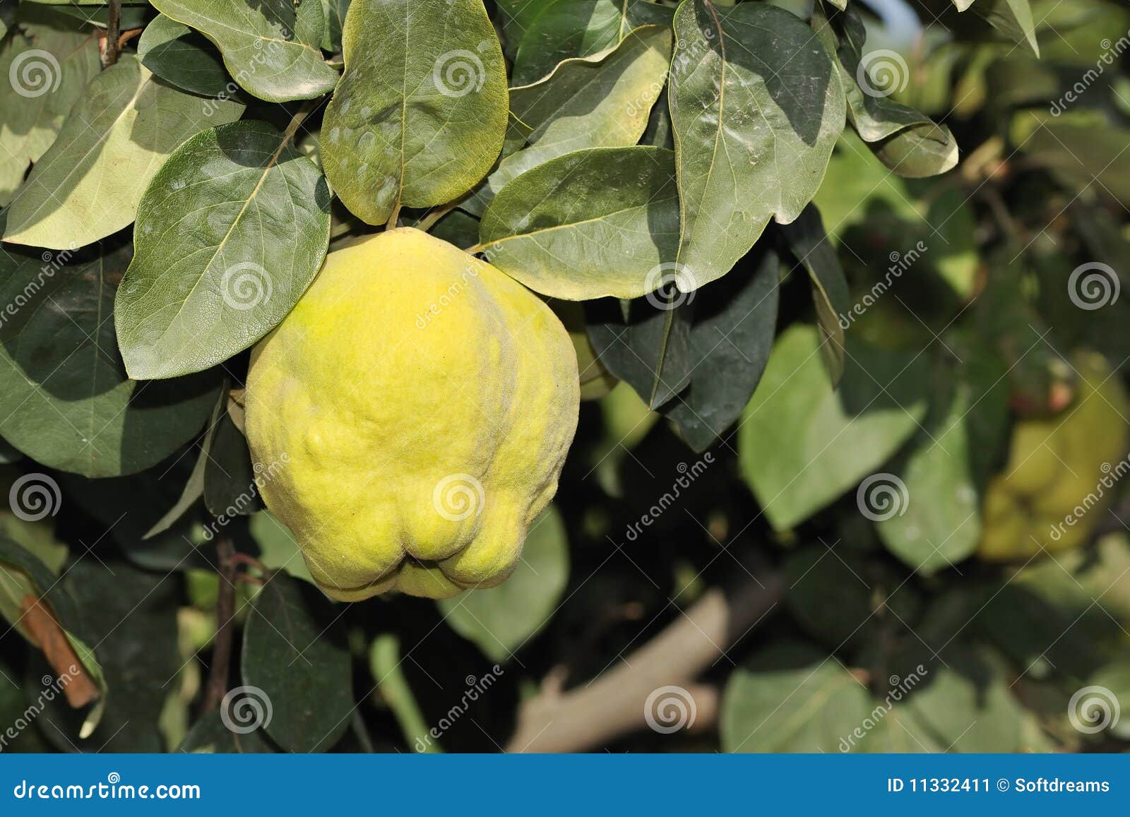 Quitte stockbild. Bild von blatt, sommer, bündel, sauer - 11332411