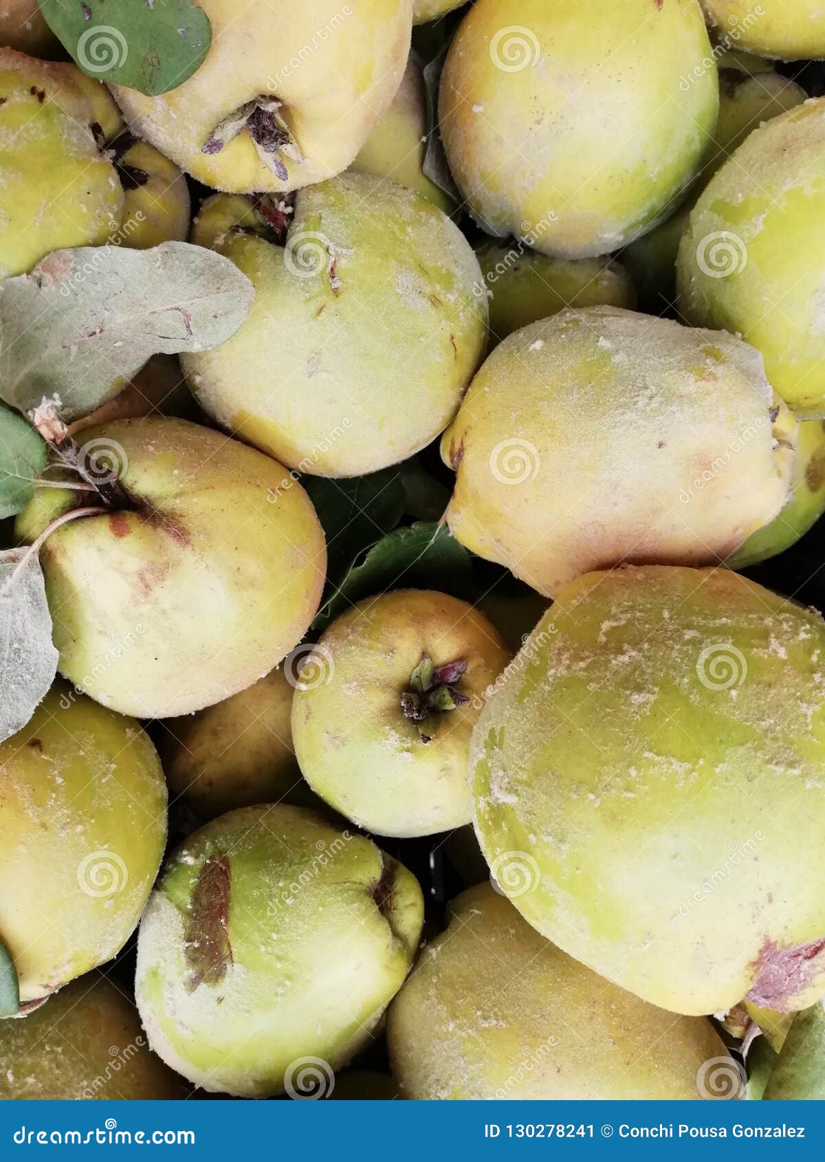 Quitte stockbild. Bild von frech, quitte, grün - 130278241