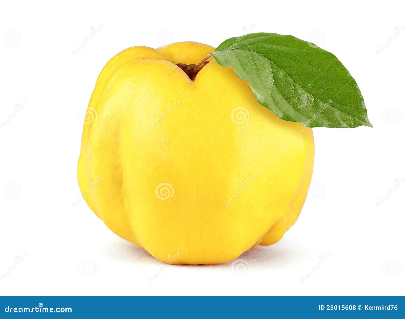 Quitte stockfoto. Bild von usbek, gelb, garten, quitte - 28015608