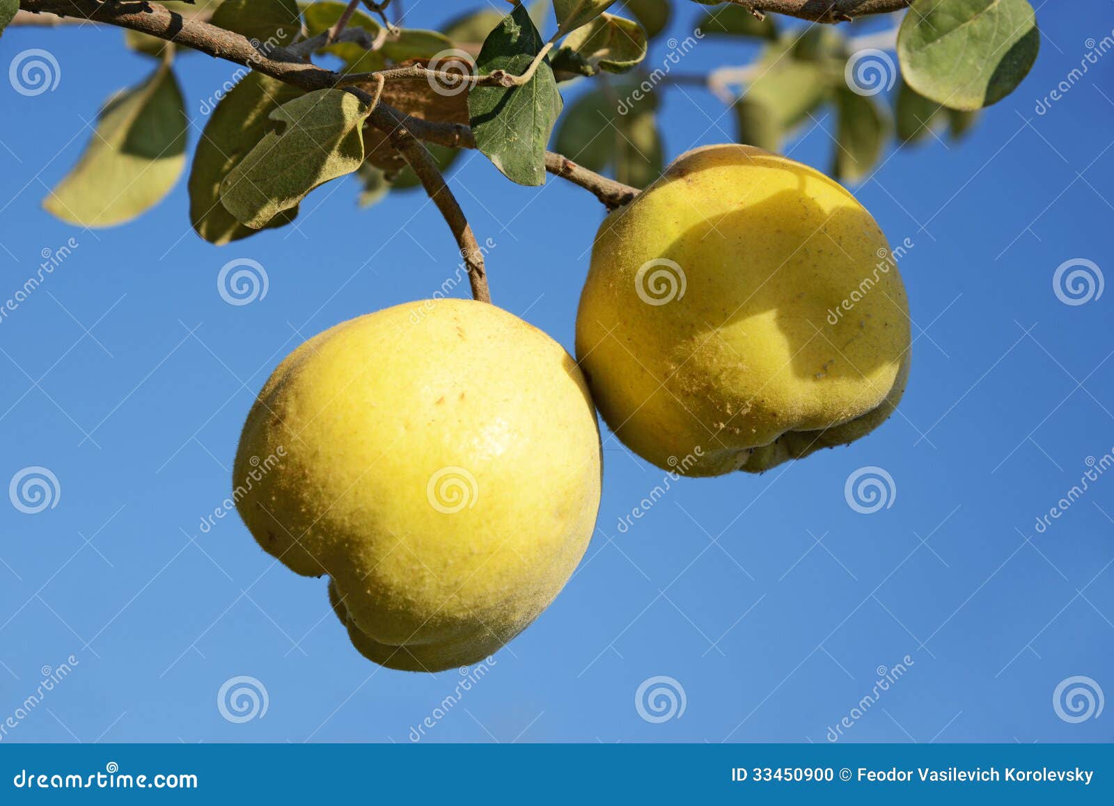 Quitte stockfoto. Bild von pflanzen, blätter, apfel, zweig - 33450900