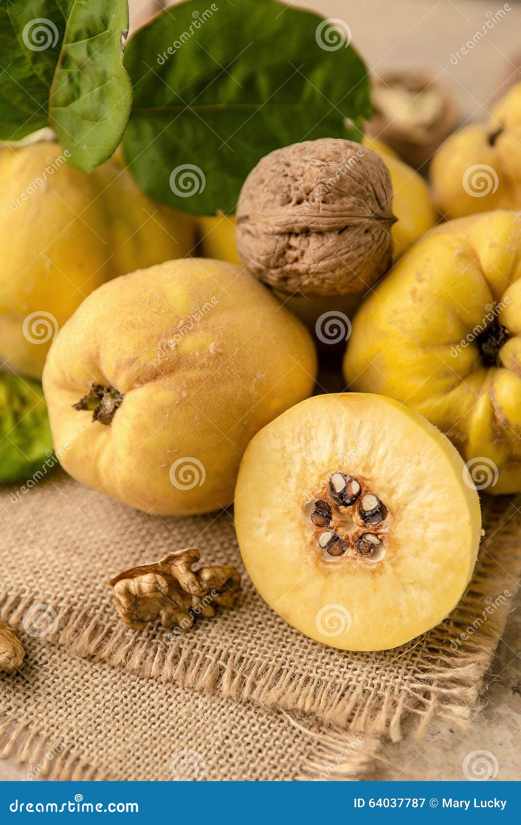 Quitte stockbild. Bild von essen, frisch, rustikal, saftig - 64037787