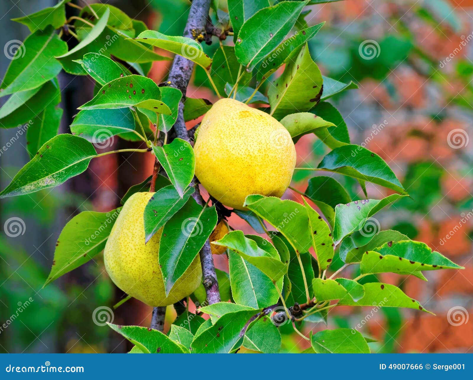 Quitte auf dem Baum stockfoto. Bild von organisch, garten - 49007666
