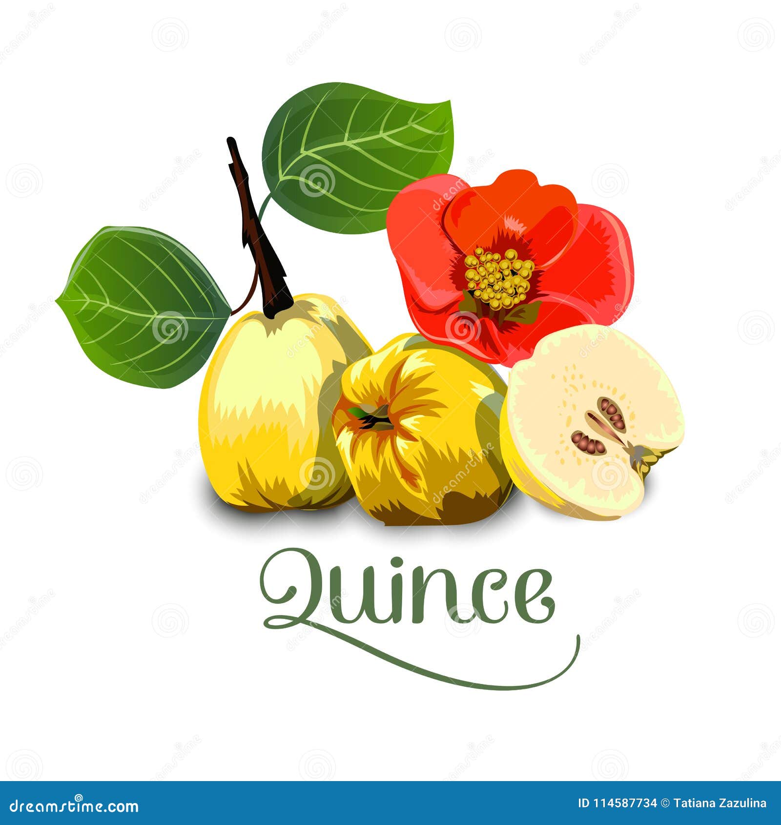 Quitte Lokalisiertes Bild Auf Weißem Hintergrund Stock Abbildung ...