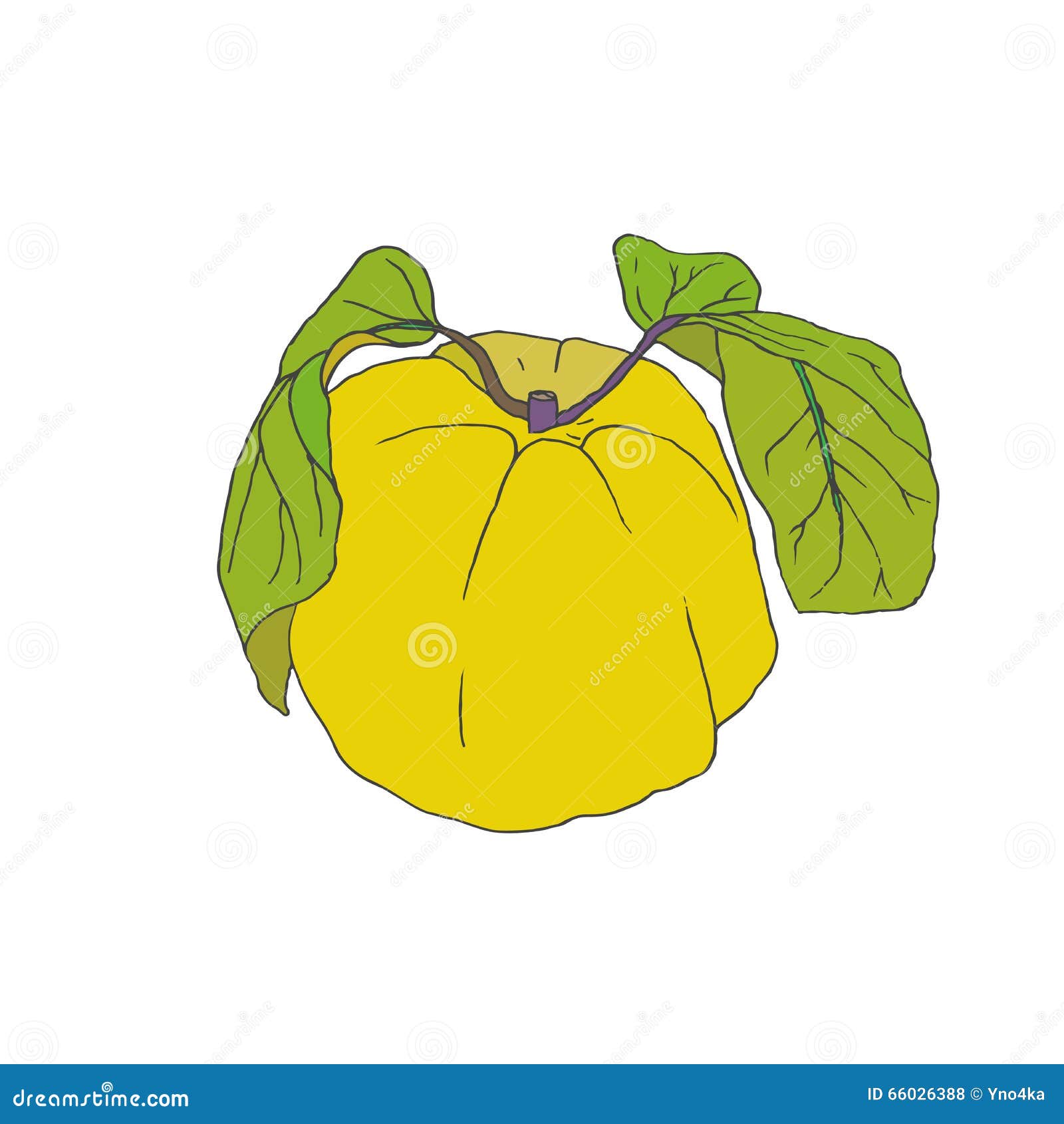 Quitte Mit Blattillustration Stock Abbildung - Illustration von frucht ...