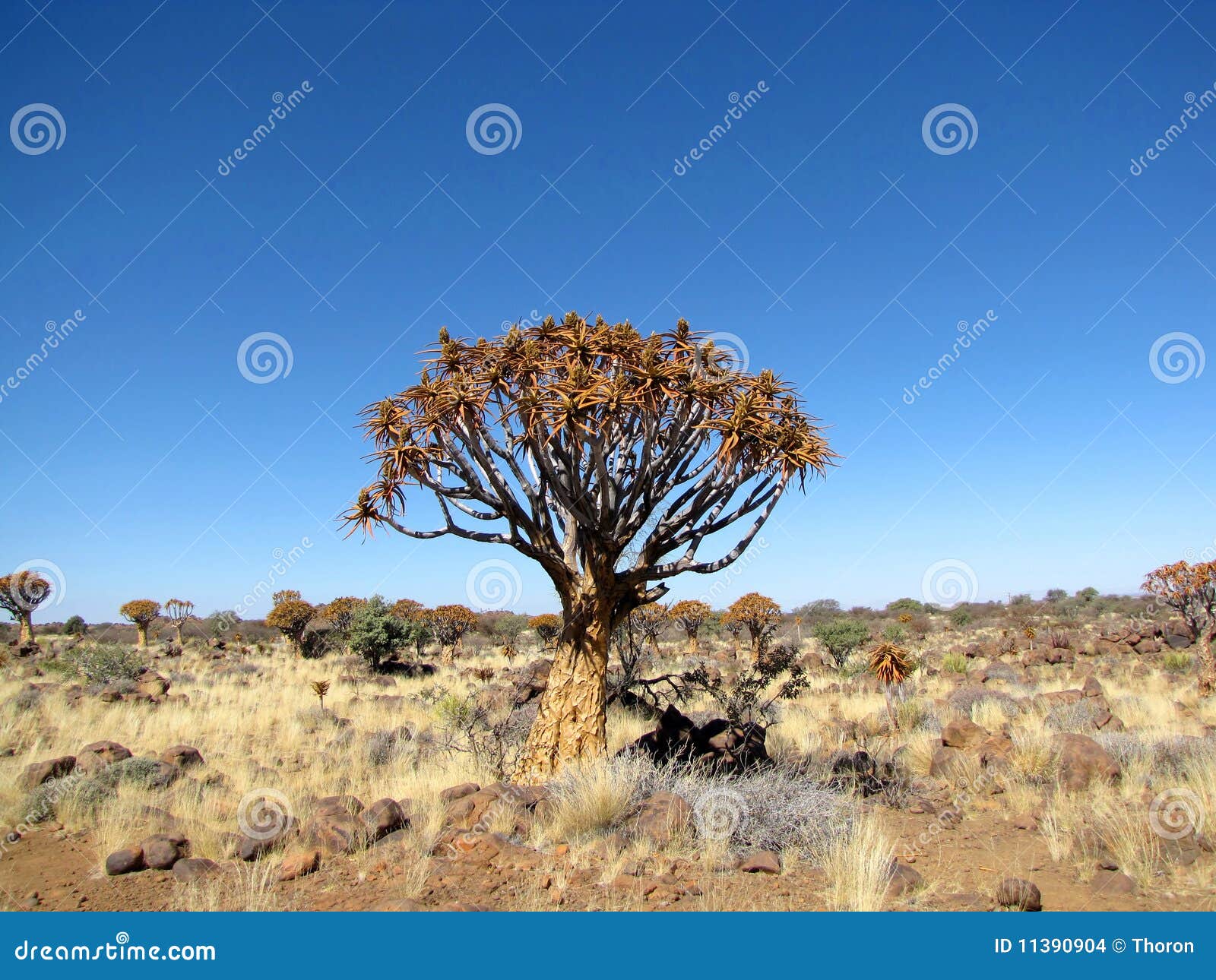 Quive tree stock photo. Image of south, tree, endemic - 11390904