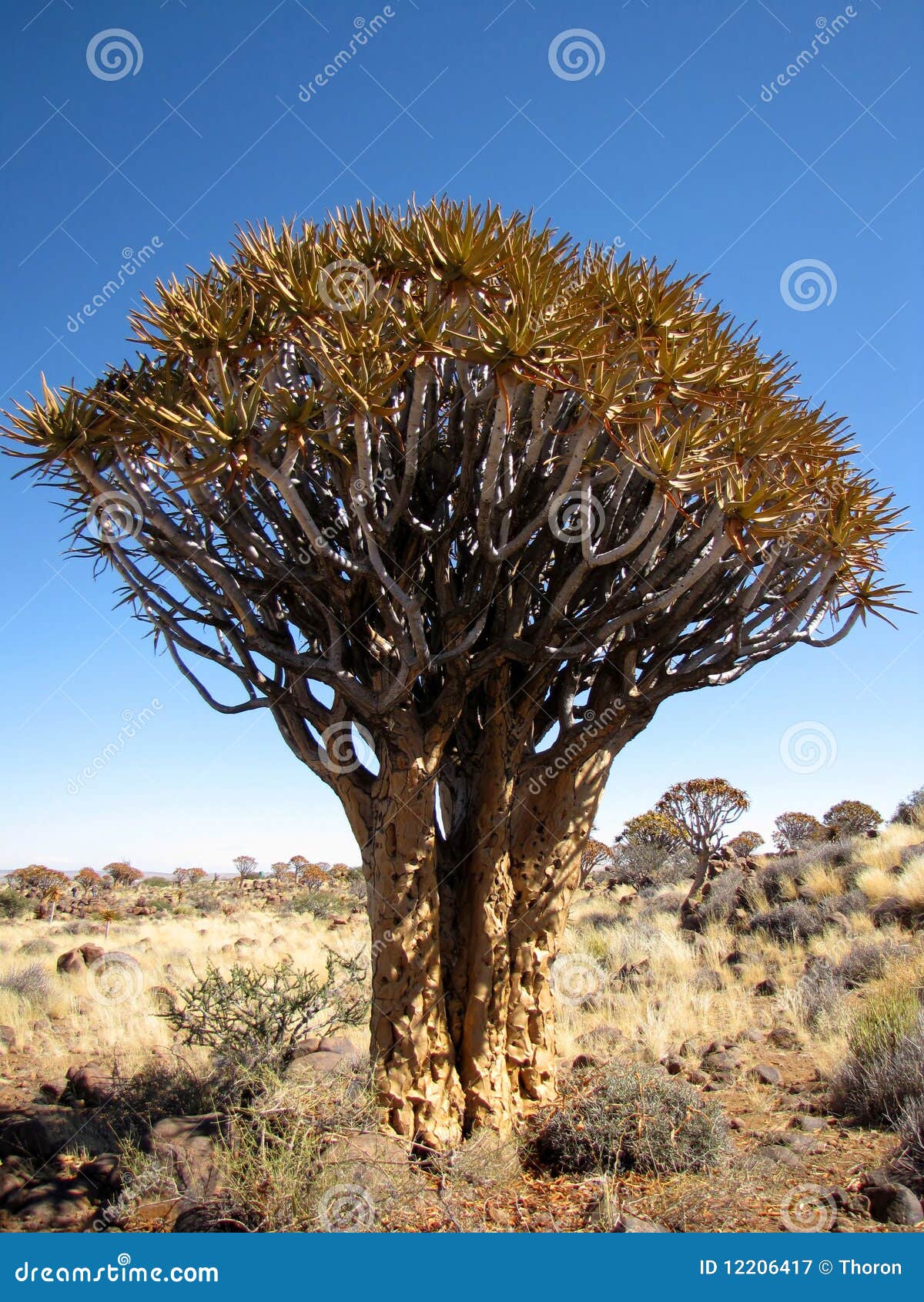 Quive tree stock image. Image of quiver, nature, endemic - 12206417