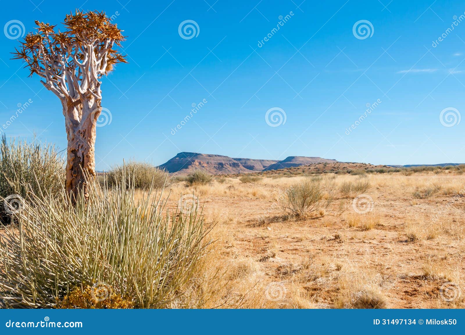 Quiver desert tree stock photo. Image of mountains, africa - 31497134