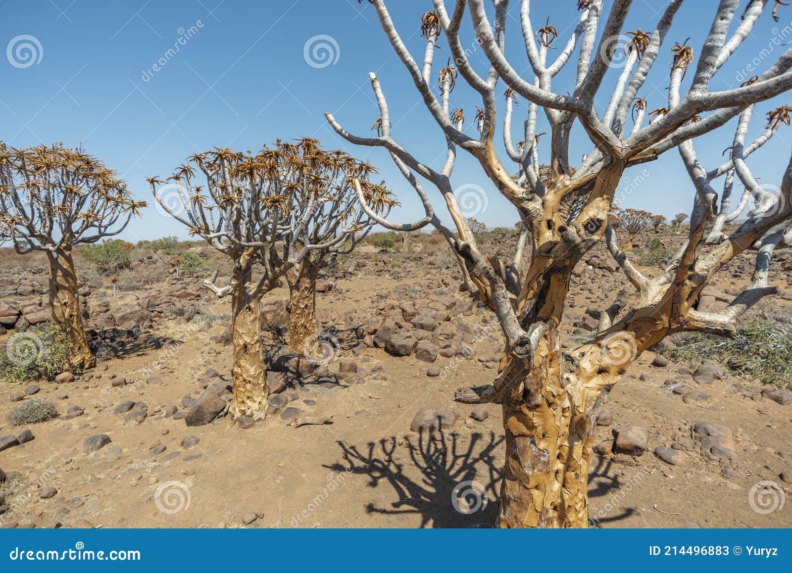 Quiver desert tree stock image. Image of africa, forest - 214496883