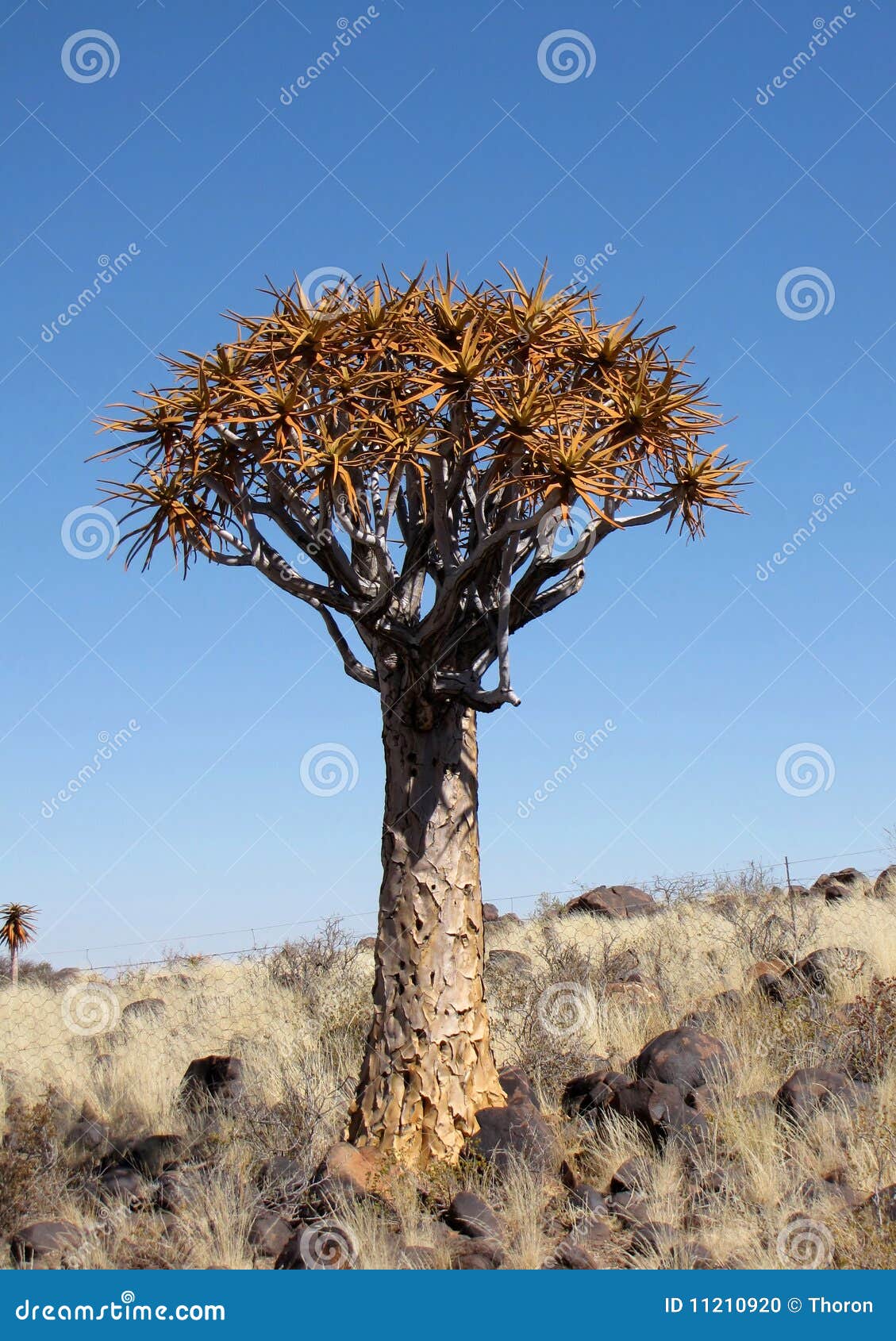 Quiver tree stock photo. Image of kokerboom, african - 11210920