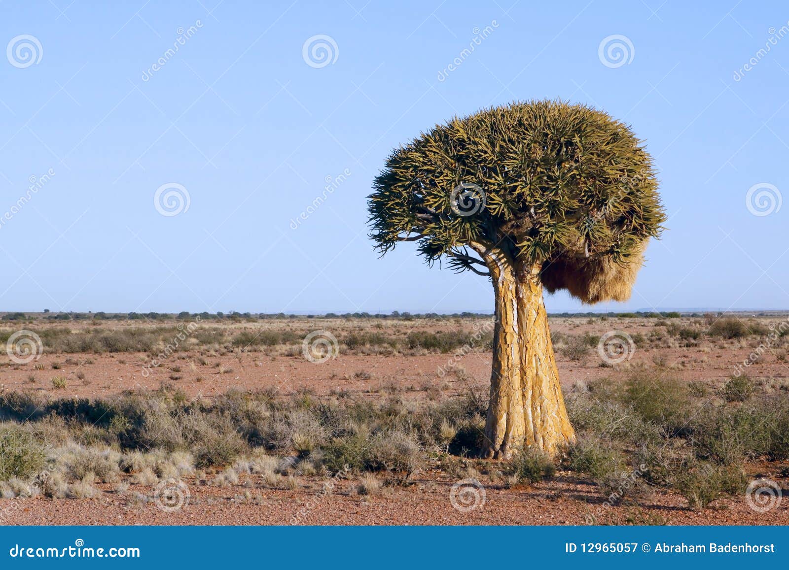 Quiver tree stock image. Image of tourism, leaves, quiver - 12965057
