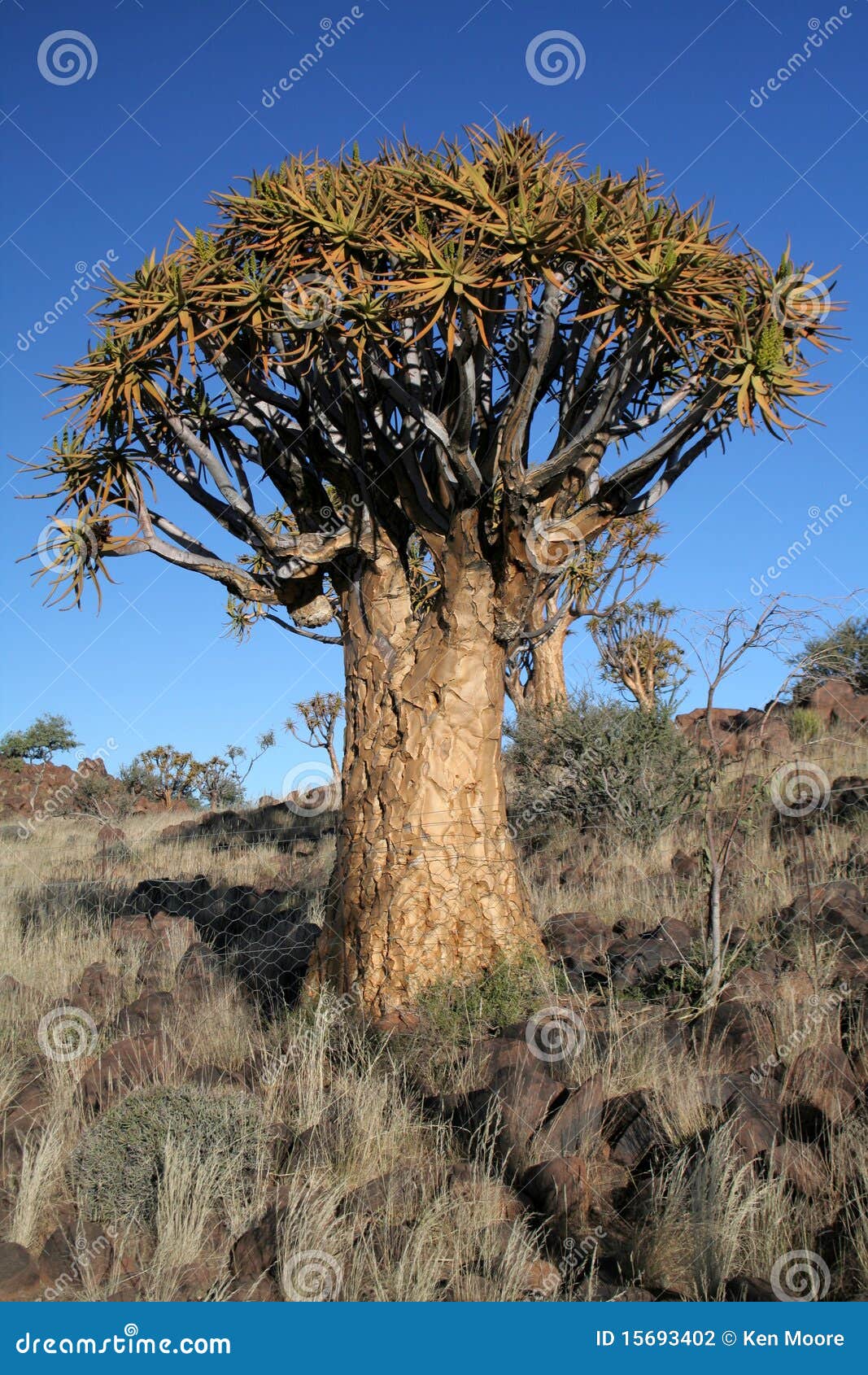 Quiver tree stock photo. Image of kokerboom, aloaceae - 15693402