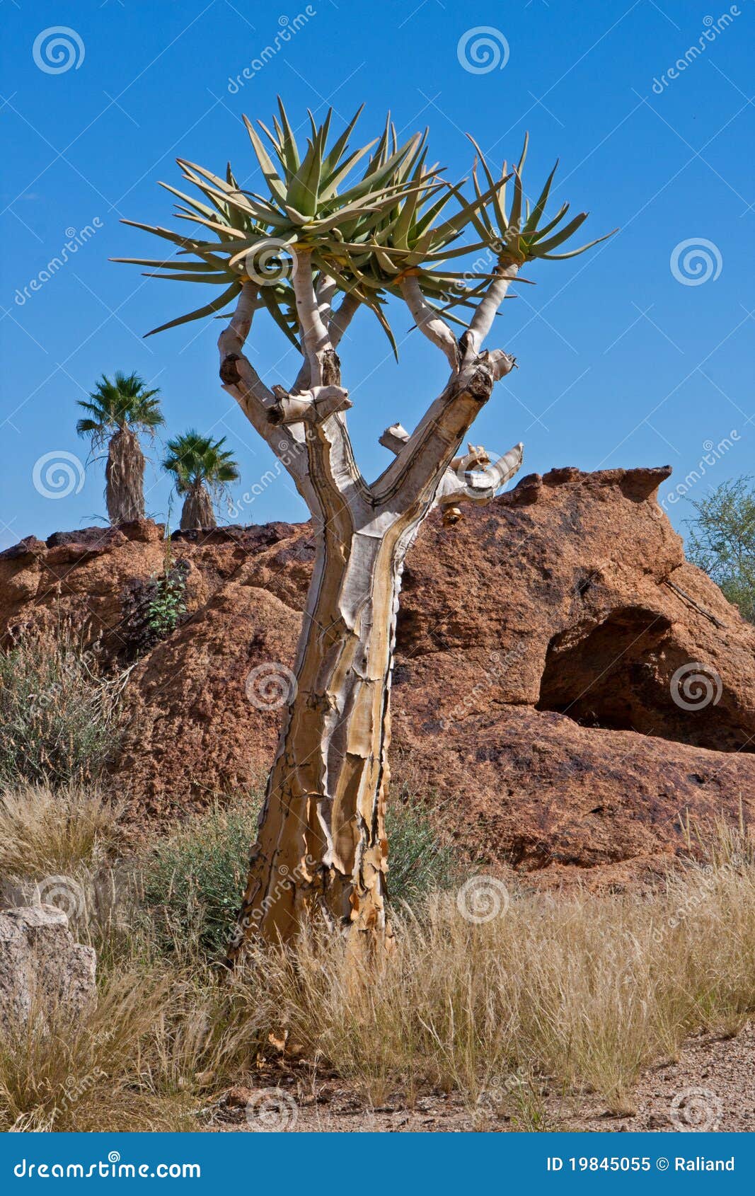 Quiver tree stock image. Image of rosette, purple, aloe - 19845055