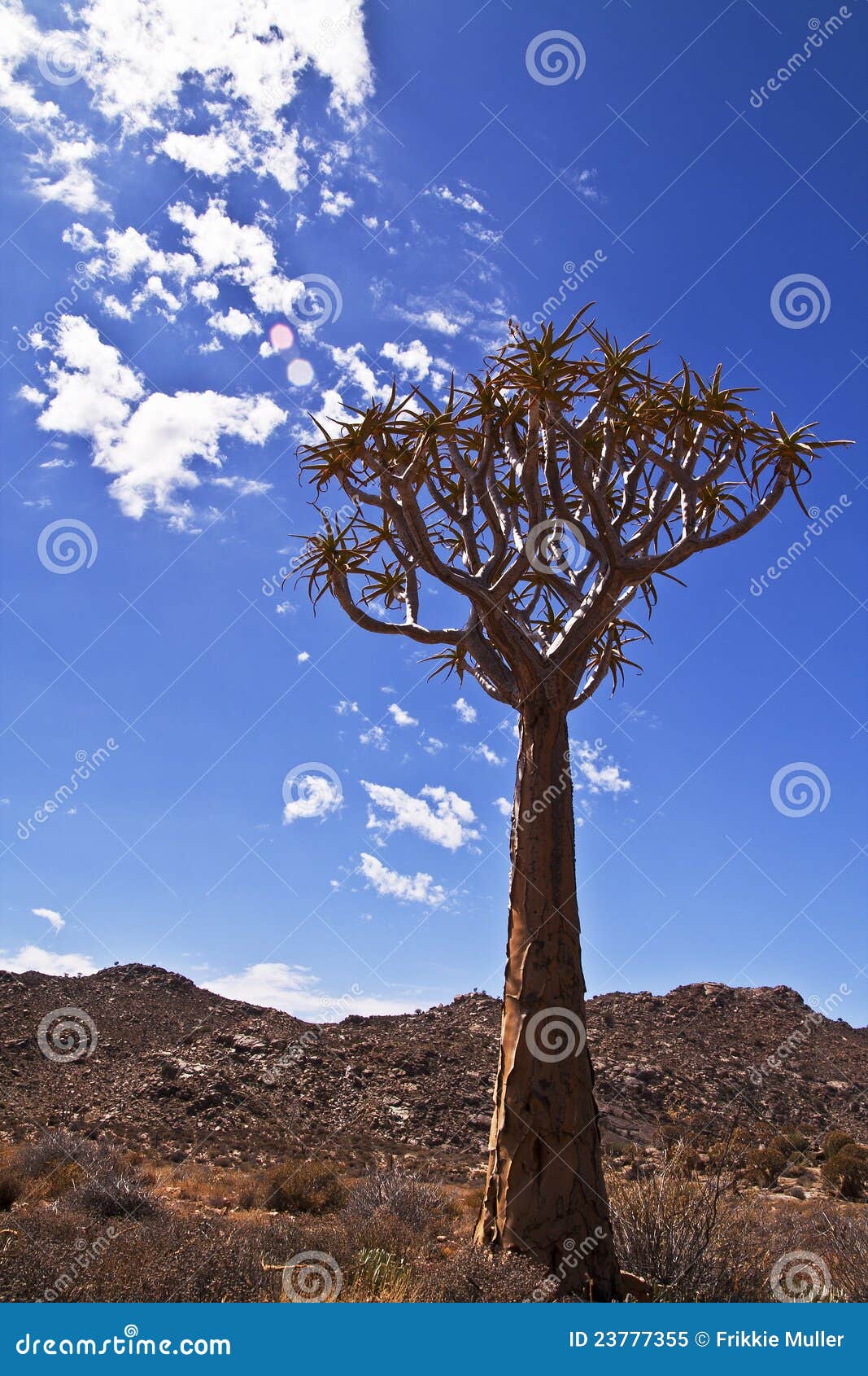 Quiver tree stock image. Image of kokerboom, quiver, namaqua - 23777355