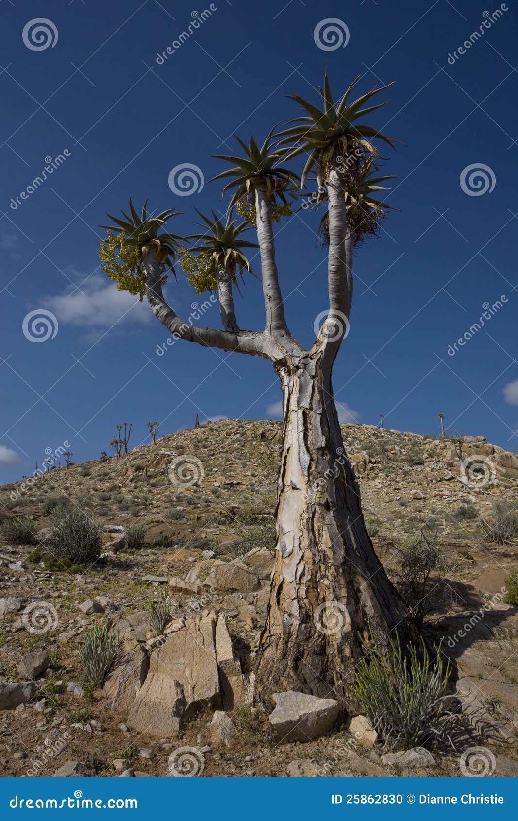 Quiver tree stock photo. Image of landscape, colour, scene - 25862830