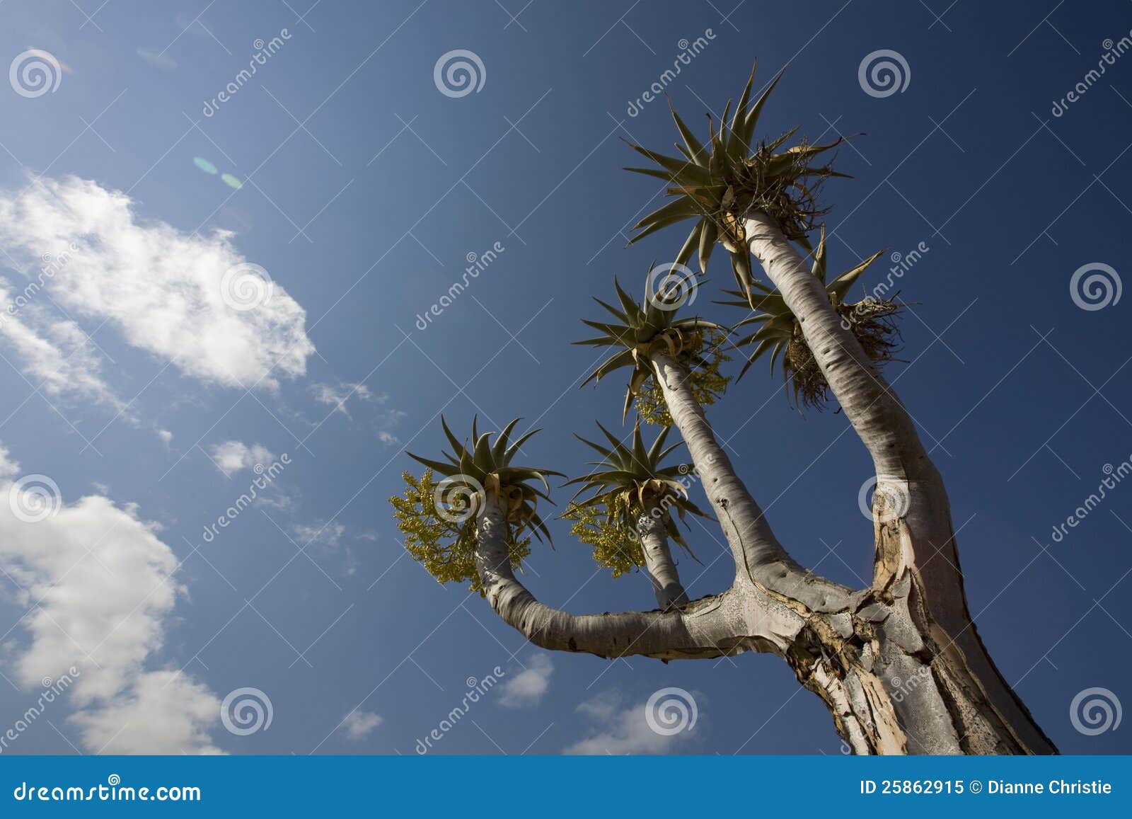 Quiver tree stock image. Image of richtersveld, dichotoma - 25862915