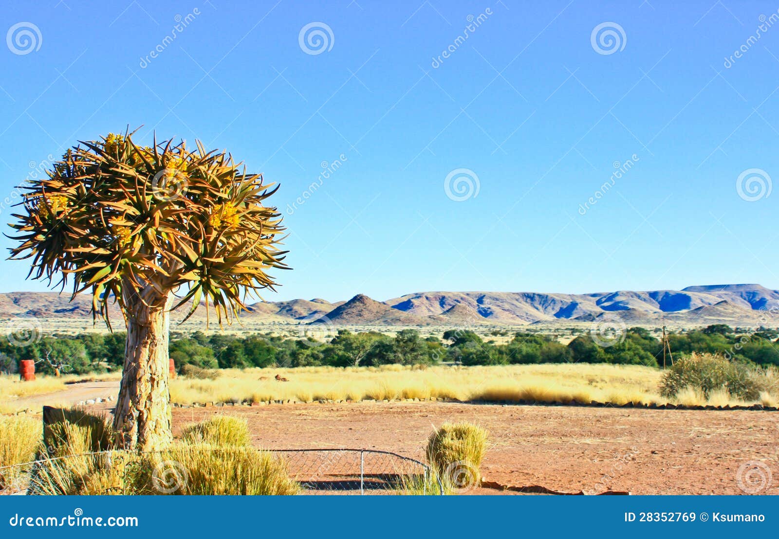 Quiver tree stock image. Image of quiver, park, view - 28352769