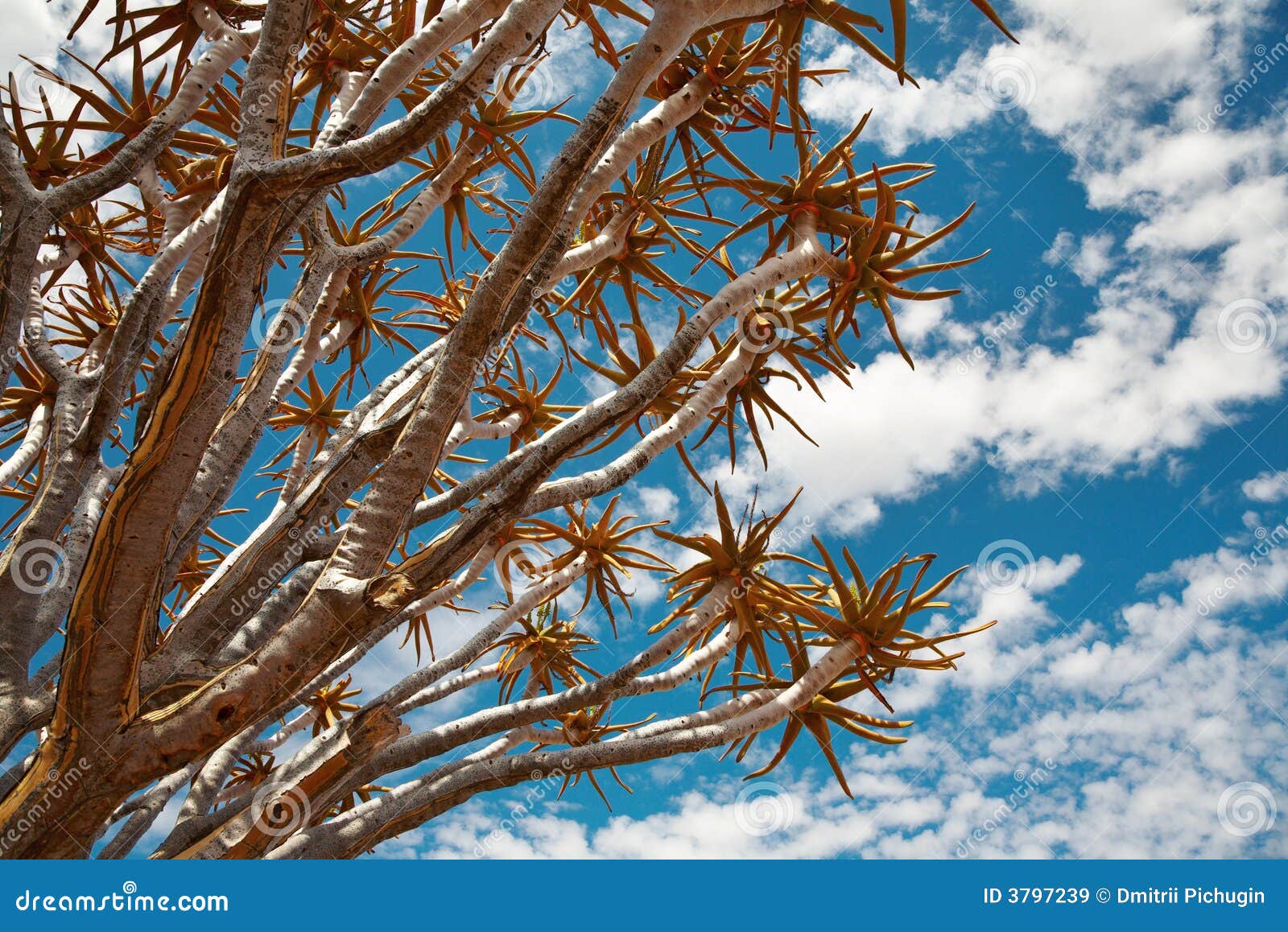 Quiver tree stock image. Image of tree, desert, blue, dichotoma - 3797239
