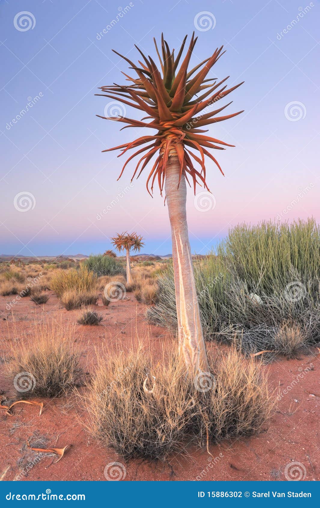 Quiver tree 4 stock photo. Image of nature, orange, green - 15886302