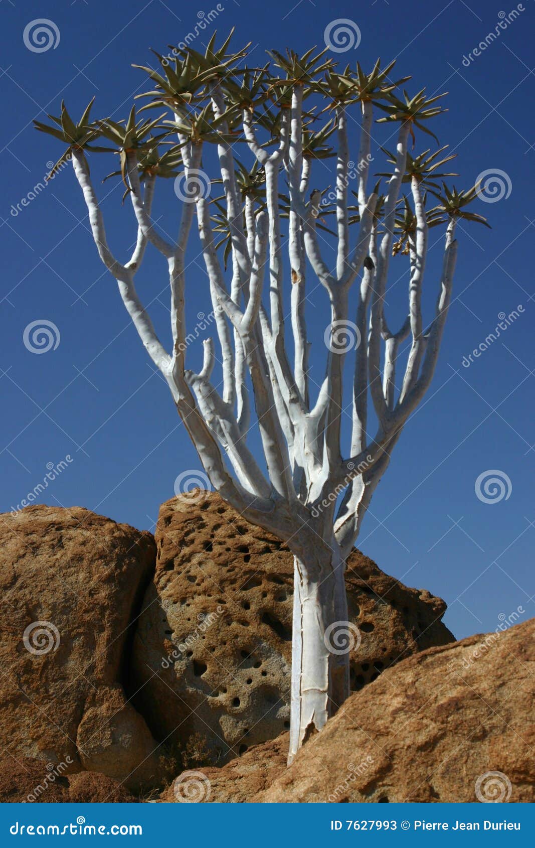 Quiver tree stock image. Image of namib, tree, desert - 7627993
