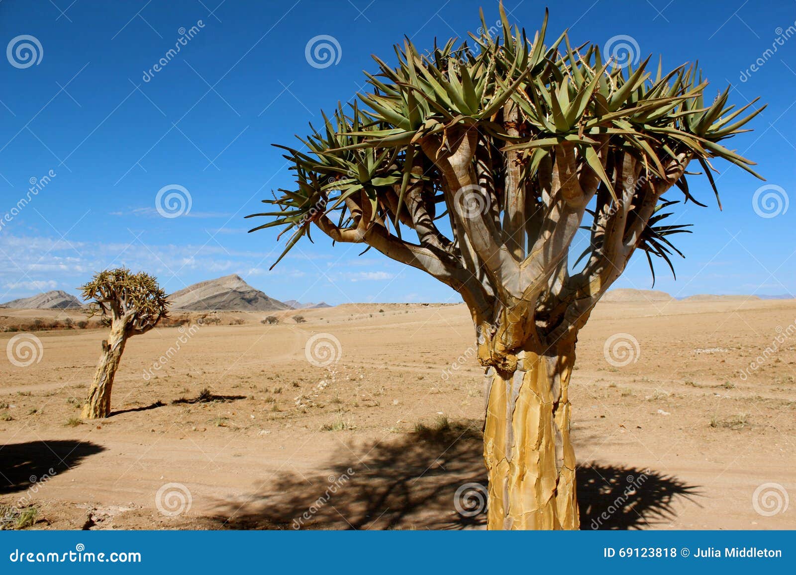 Quiver tree stock photo. Image of africa, nature, dichotoma - 69123818