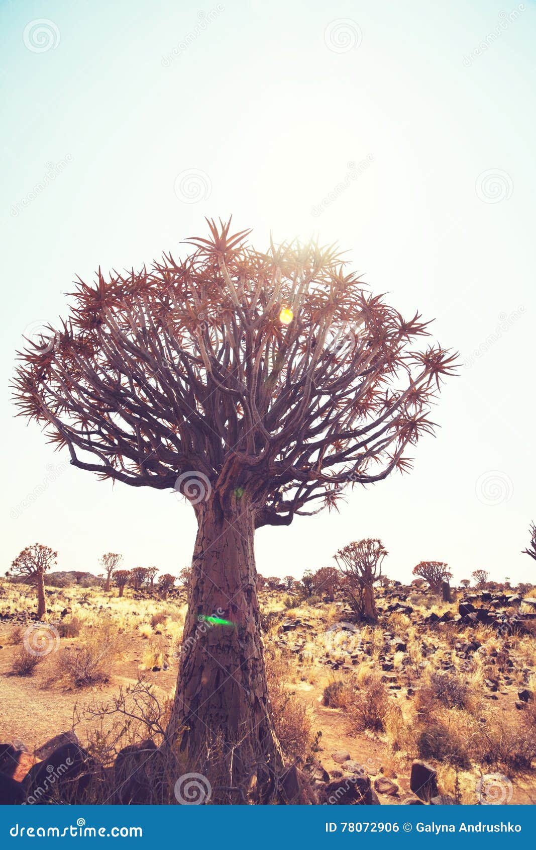 Quiver tree stock photo. Image of sunshine, quiet, skyline - 78072906