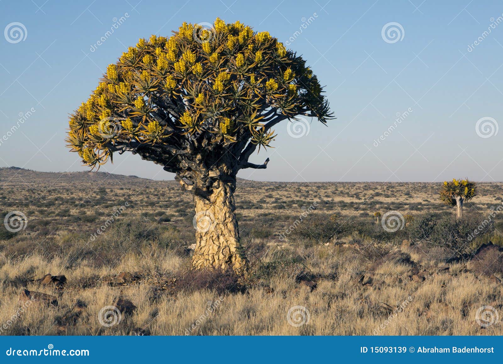 A Quiver Tree Aloe Dichotoma Stock Image - Image of tree, scenic: 15093139