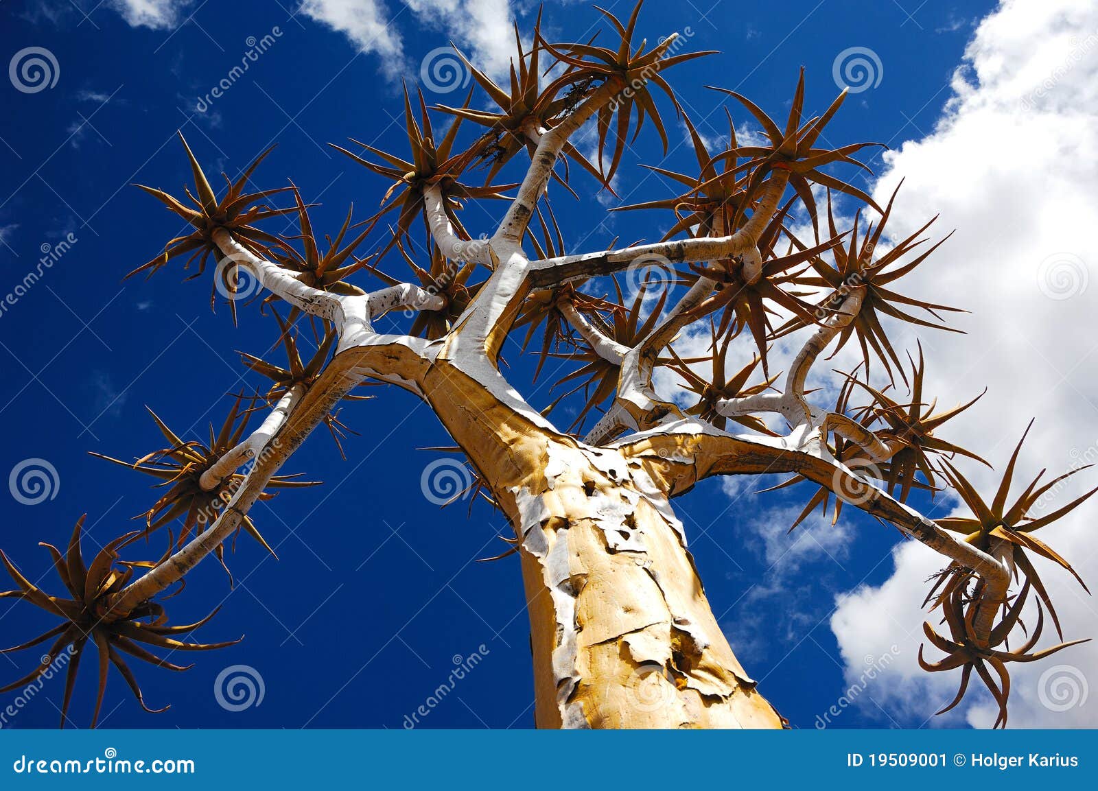 Quiver Tree (Aloe Dichotoma) Stock Image - Image of dichotoma, treetop ...