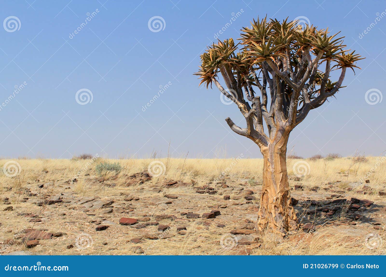 Quiver Tree (Aloe Dichotoma) in the Namib Desert Stock Image - Image of ...