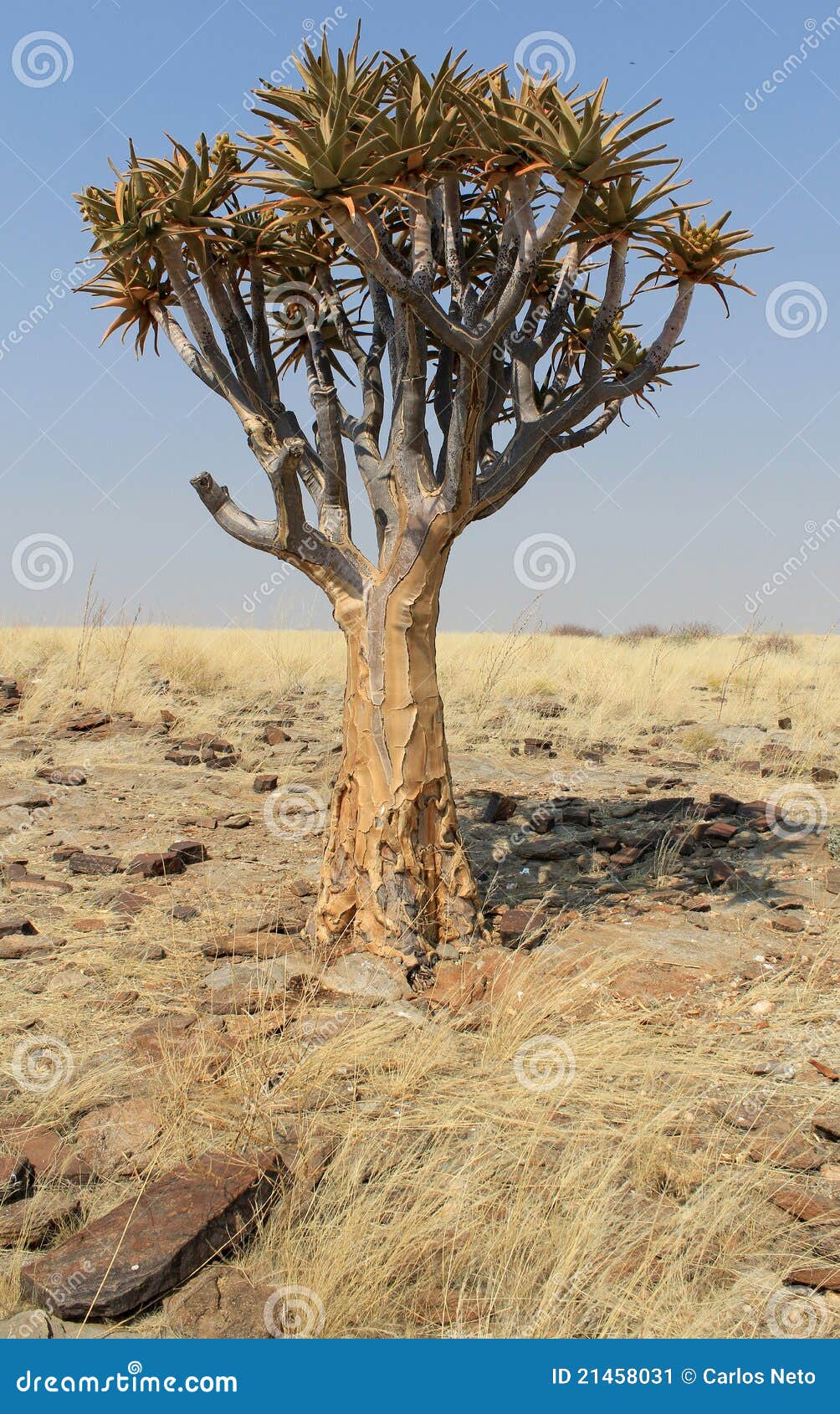 Quiver Tree (Aloe Dichotoma) in the Namib Desert Stock Image - Image of ...