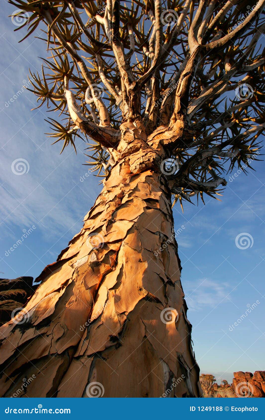 Quiver Tree (Aloe Dichotoma), Namibia Stock Photo - Image of namibia ...