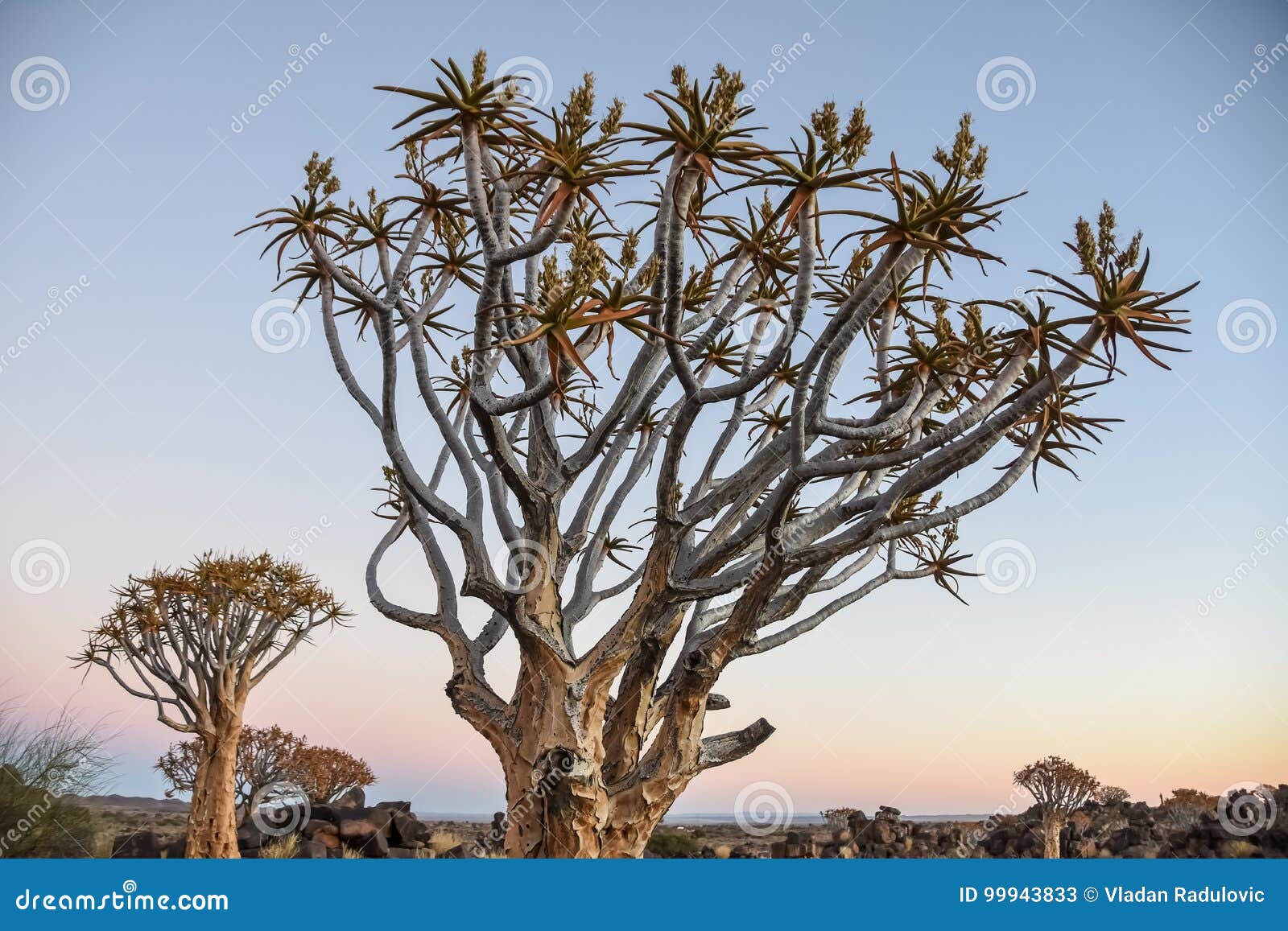 Quiver Tree - Aloidendron Dichotomum Stock Image - Image of aloe, snow ...