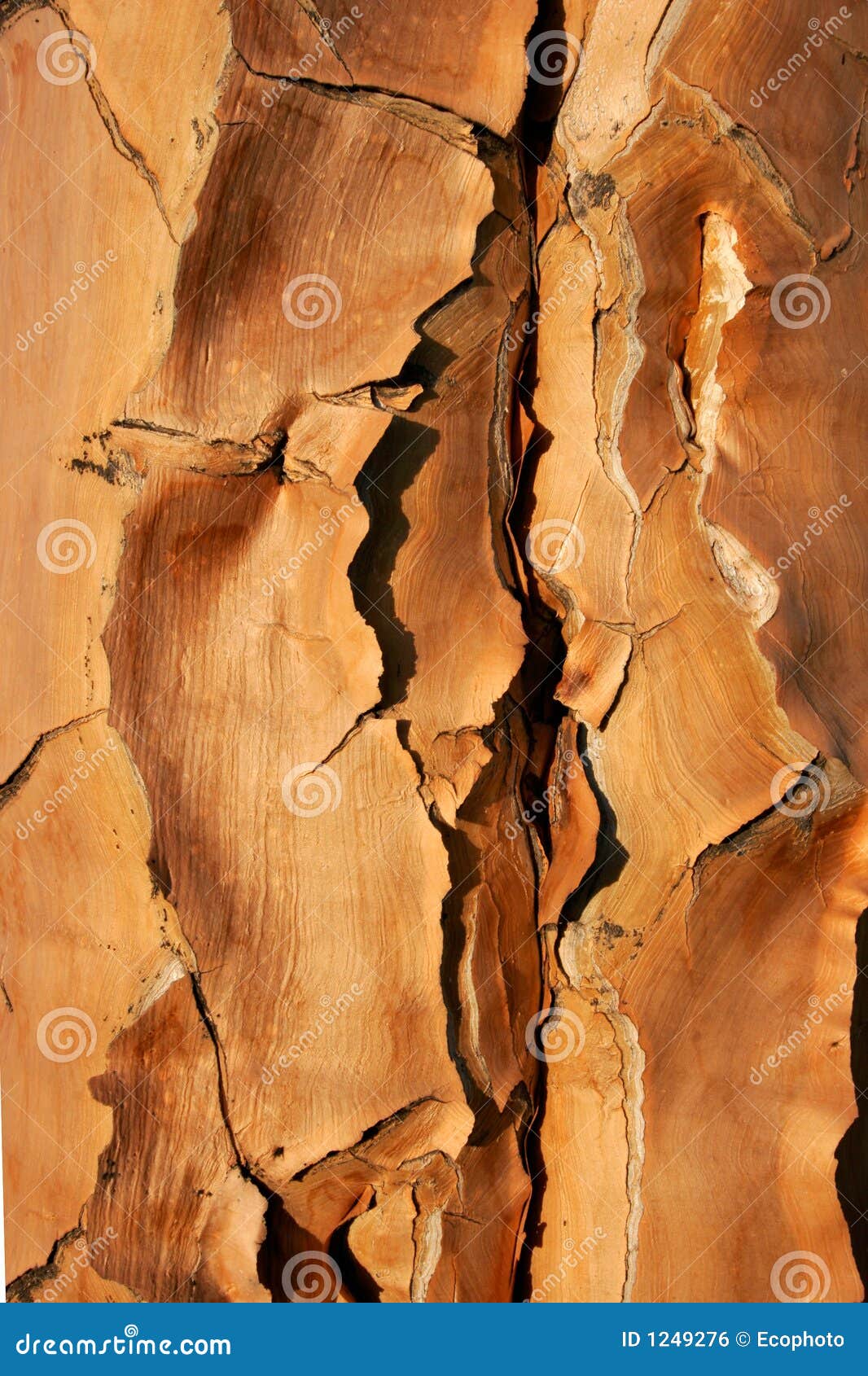 Quiver tree bark stock photo. Image of quiver, nature - 1249276