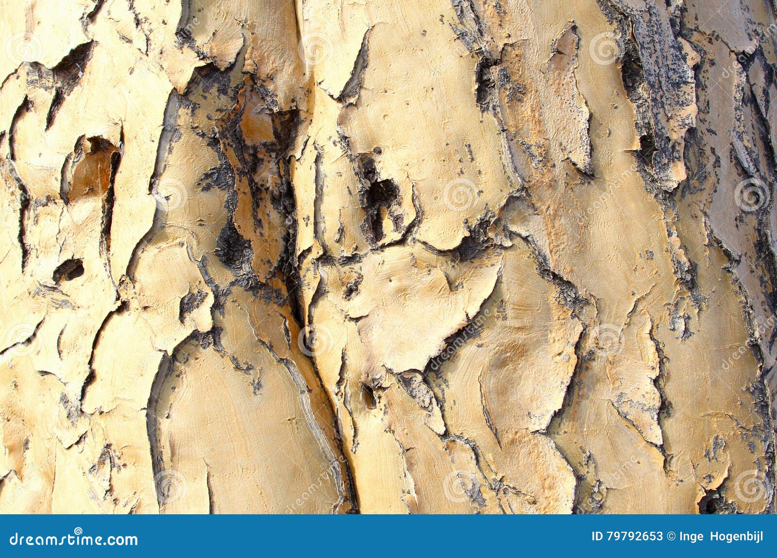 Quiver Tree Bark Details Namibia Stock Photos - Free & Royalty-Free ...