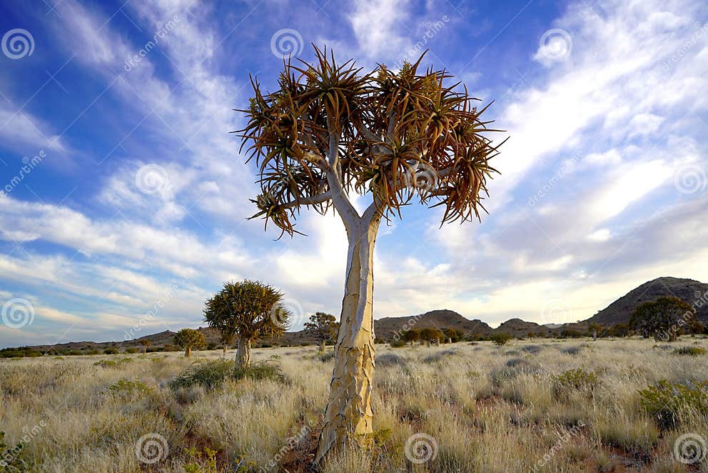 Quiver Tree in Desert Landscape at Sunset Stock Photo - Image of ...