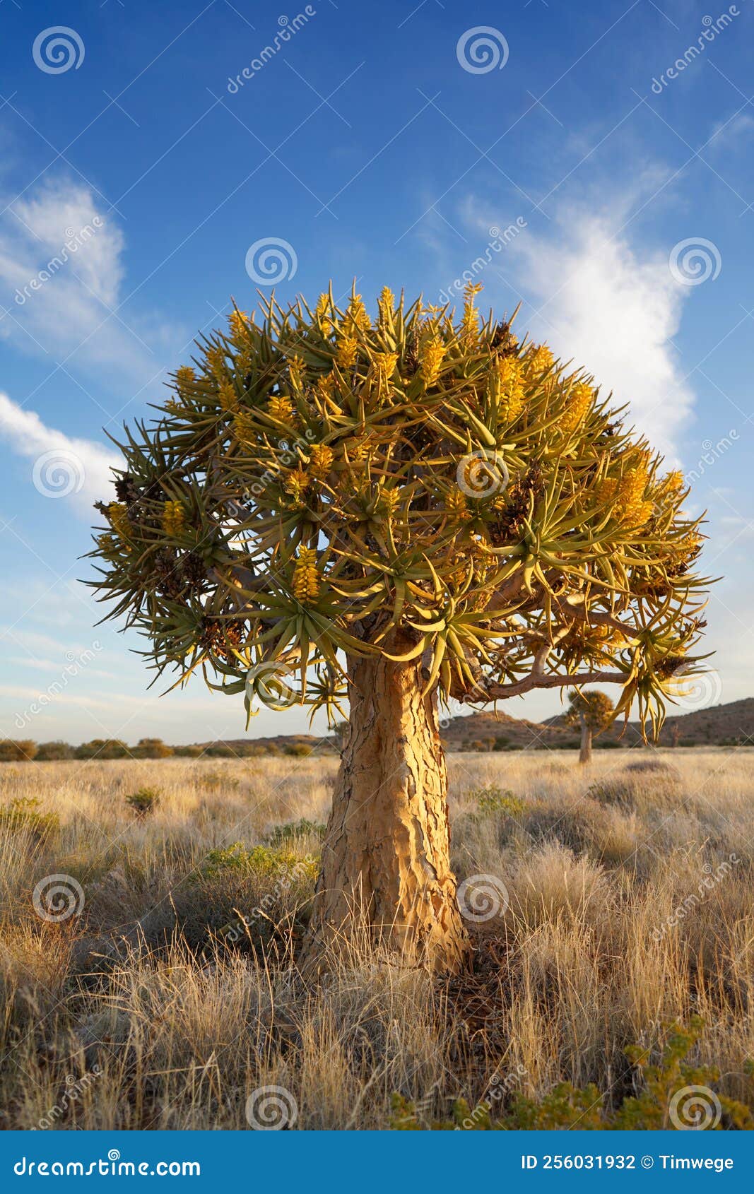 Quiver Tree in Desert Landscape at Sunset Stock Photo - Image of ...