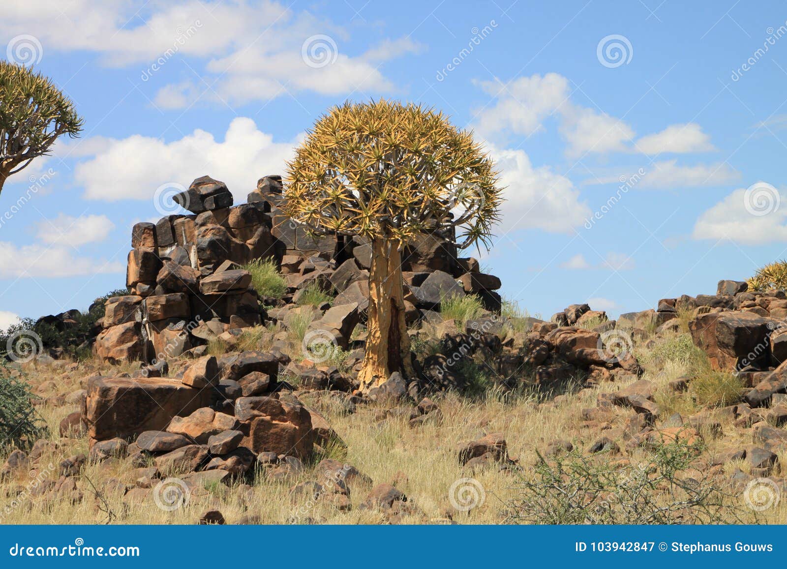 Quiver Tree and Dolerite Rocks in Namibia Stock Image - Image of ...