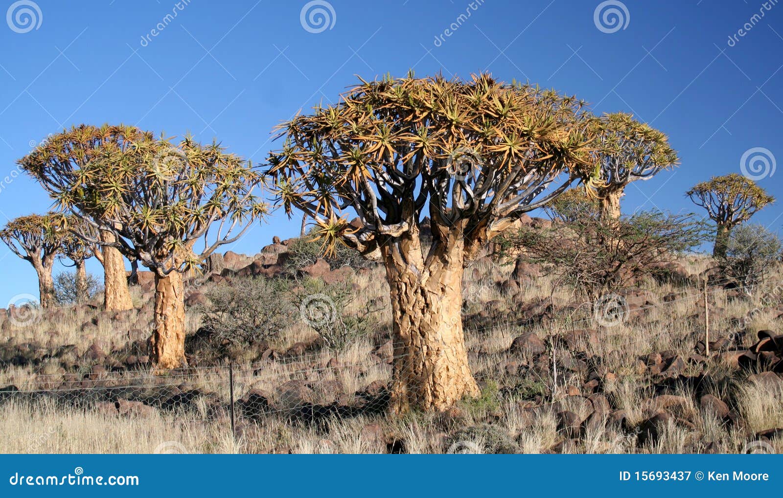 Quiver tree forest. stock image. Image of koppie, quiver - 15693437