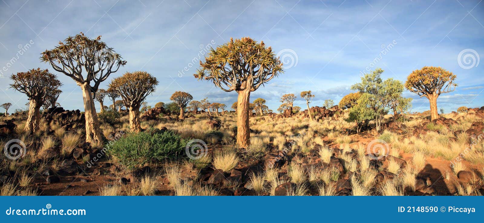 Quiver Tree With Birds Nest Royalty-Free Stock Photography ...