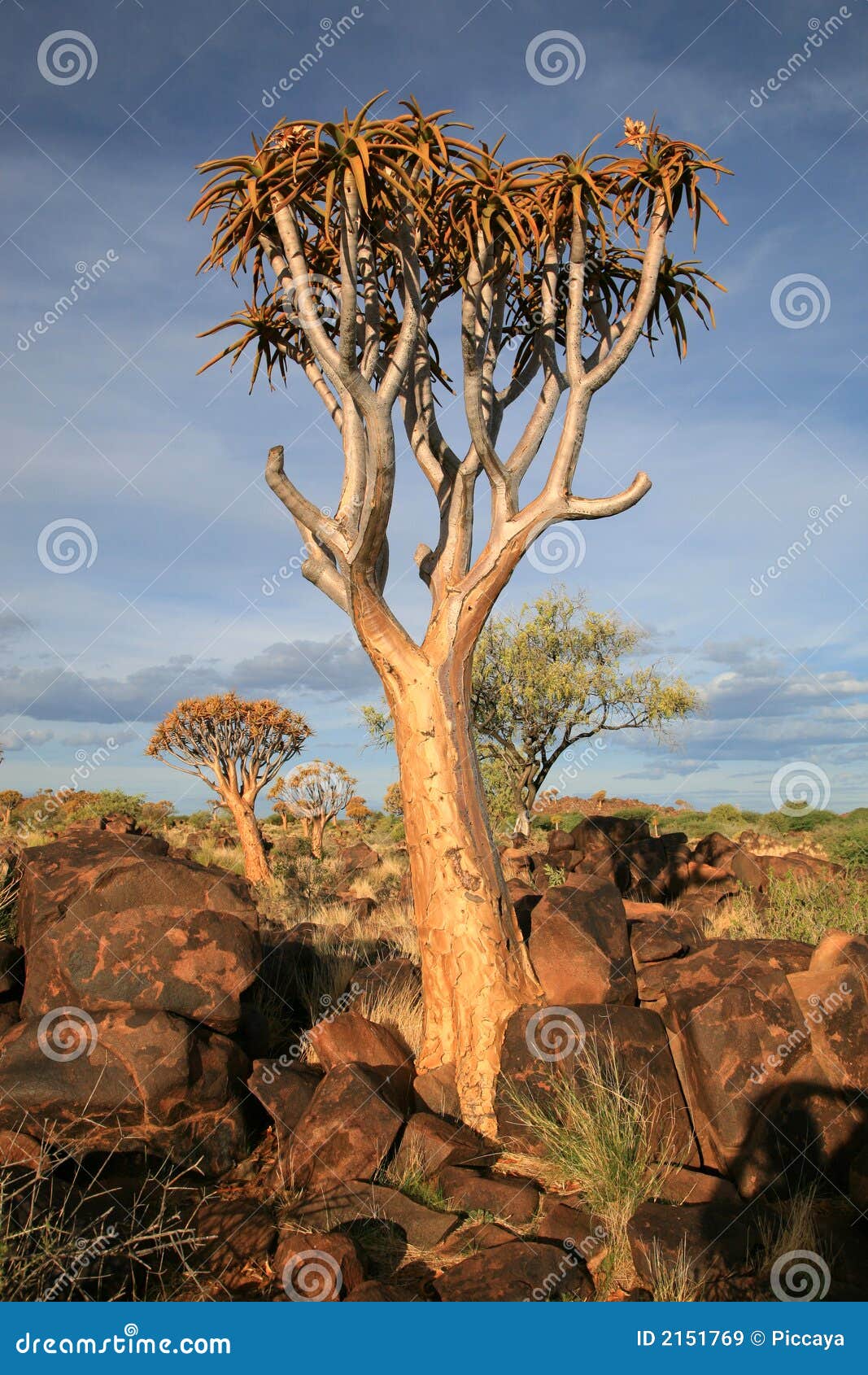 Quiver Tree Forest stock image. Image of dichotoma, natural - 2151769