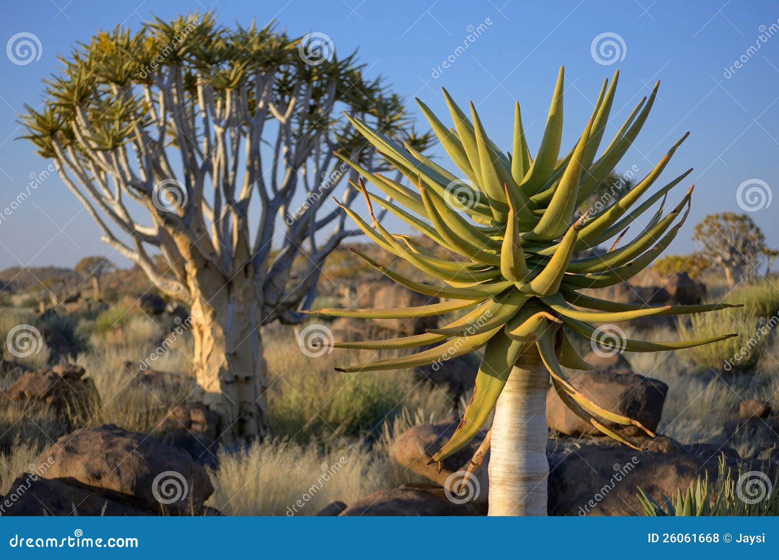 Quiver tree forest stock photo. Image of desert, scene - 26061668