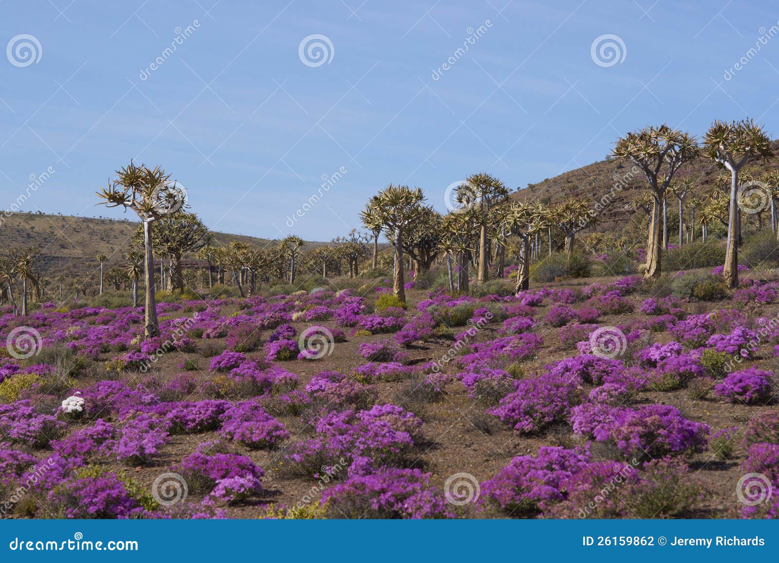Quiver tree forest stock photo. Image of africa, flower - 26159862