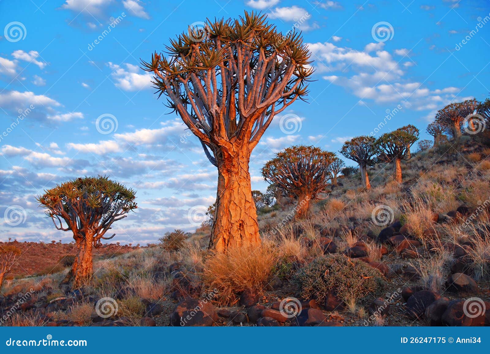 Quiver tree forest stock image. Image of dichotoma, aloe - 26247175