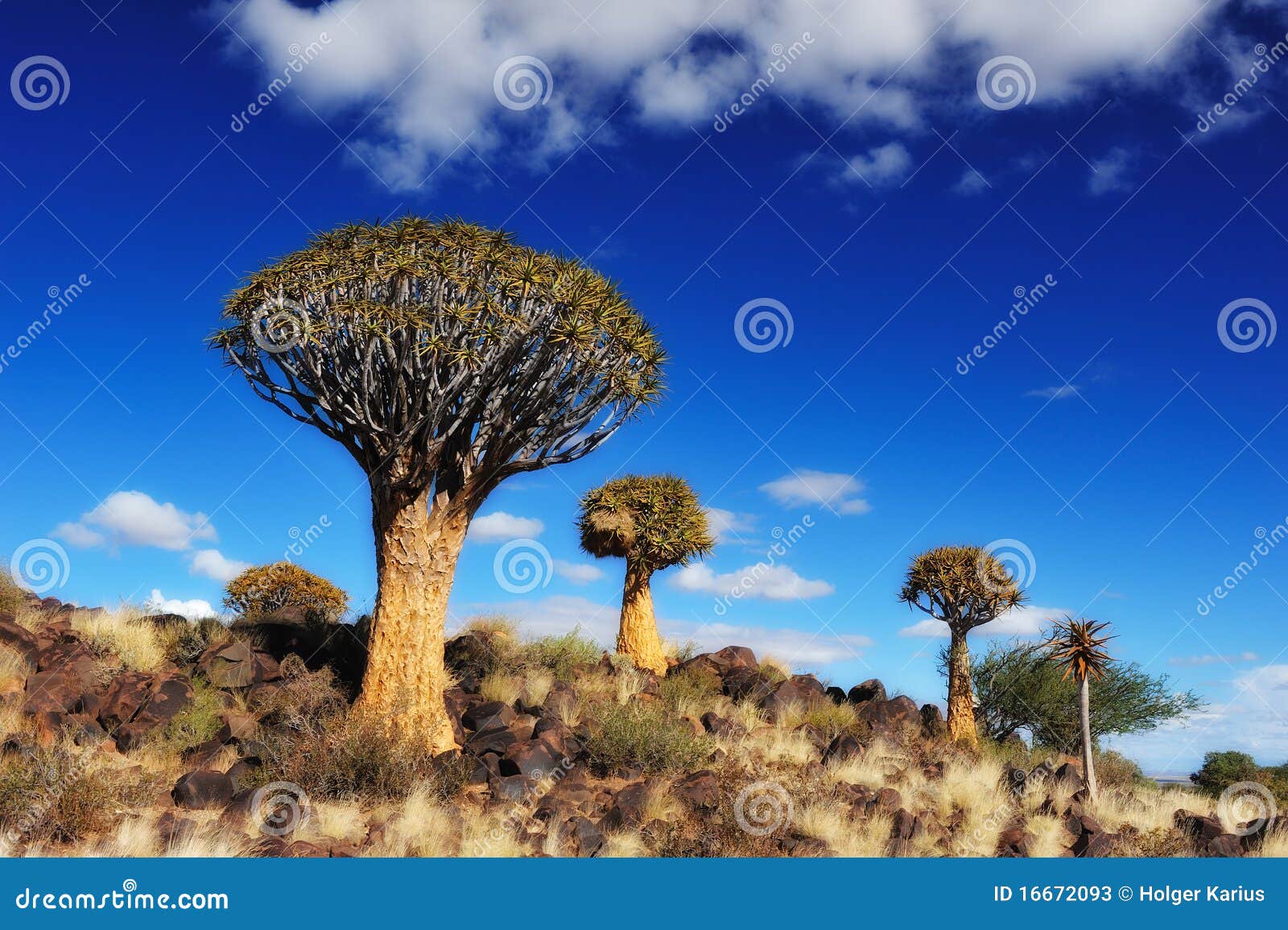 Quiver Tree Forest (Namibia) Stock Image - Image of african, view: 16672093