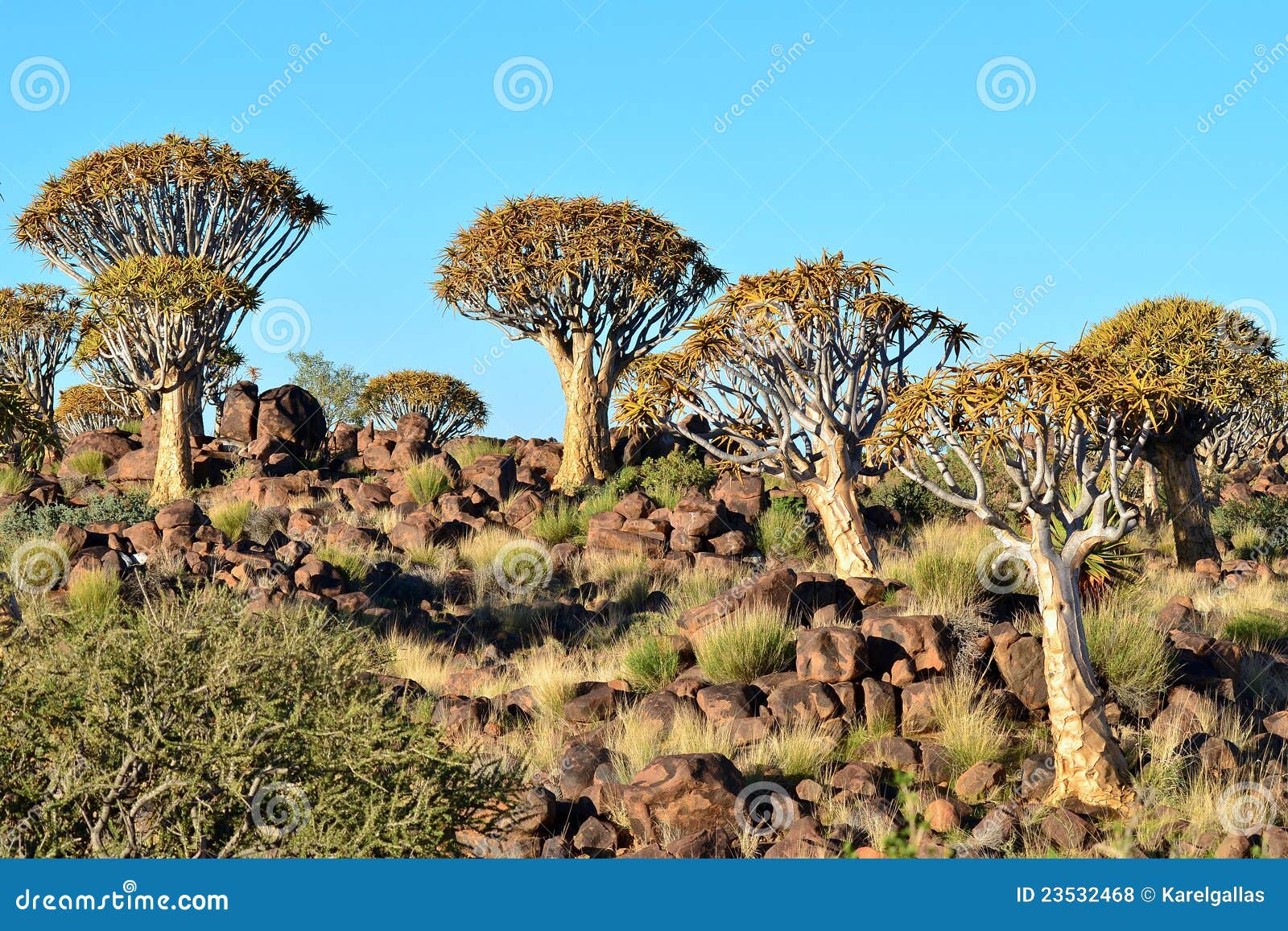 Quiver Tree Forest,Namibia Royalty Free Stock Photos - Image: 23532468