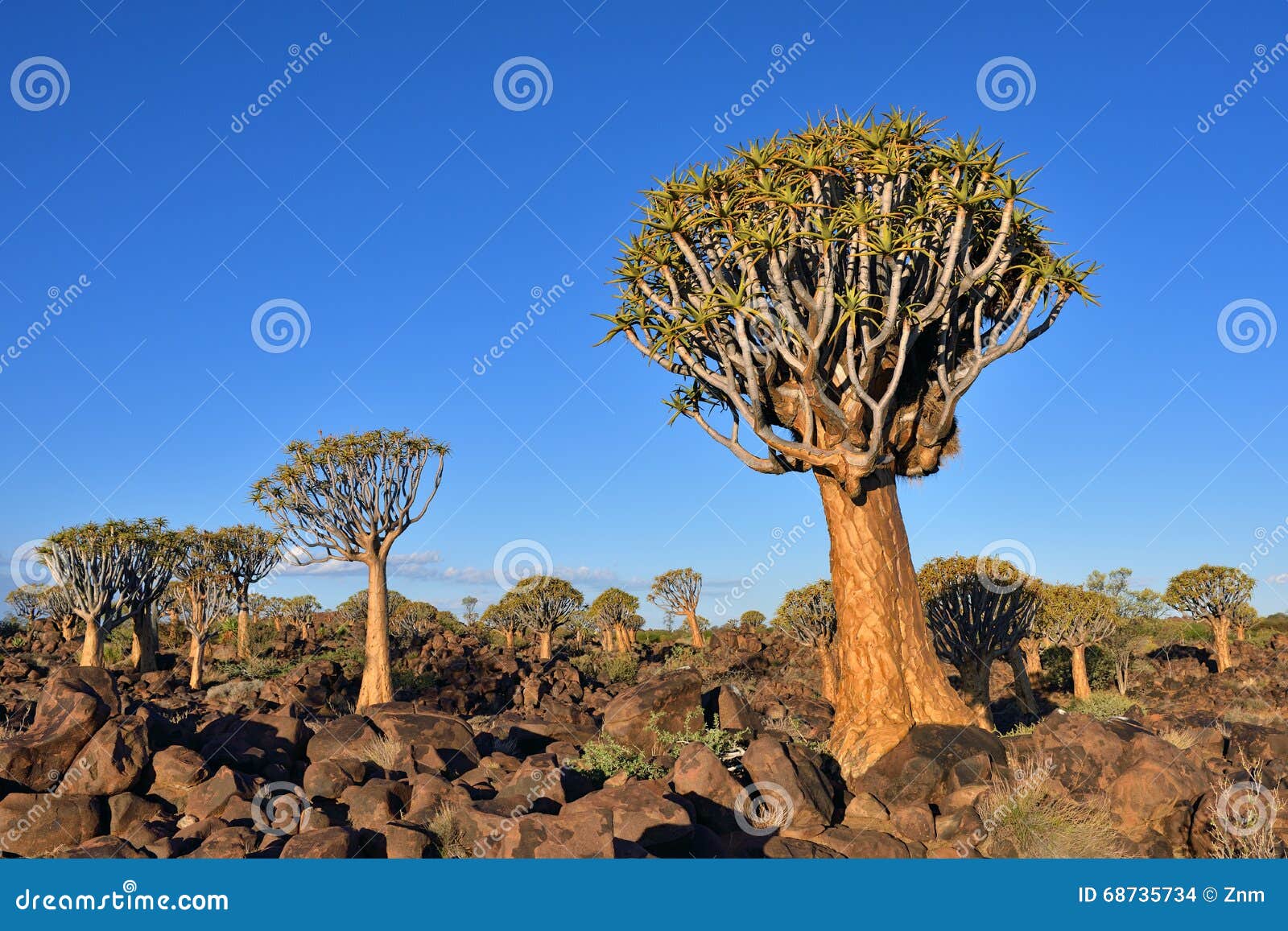 Quiver Tree Forest Namibia stock photo. Image of park - 68735734