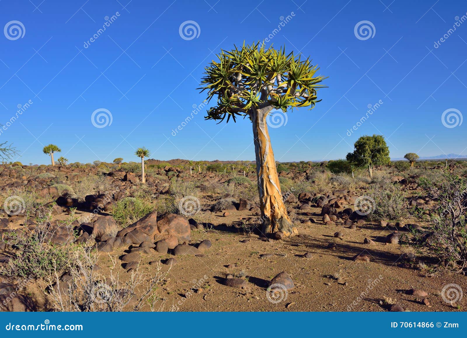 Quiver Tree Forest Namibia stock photo. Image of park - 70614866