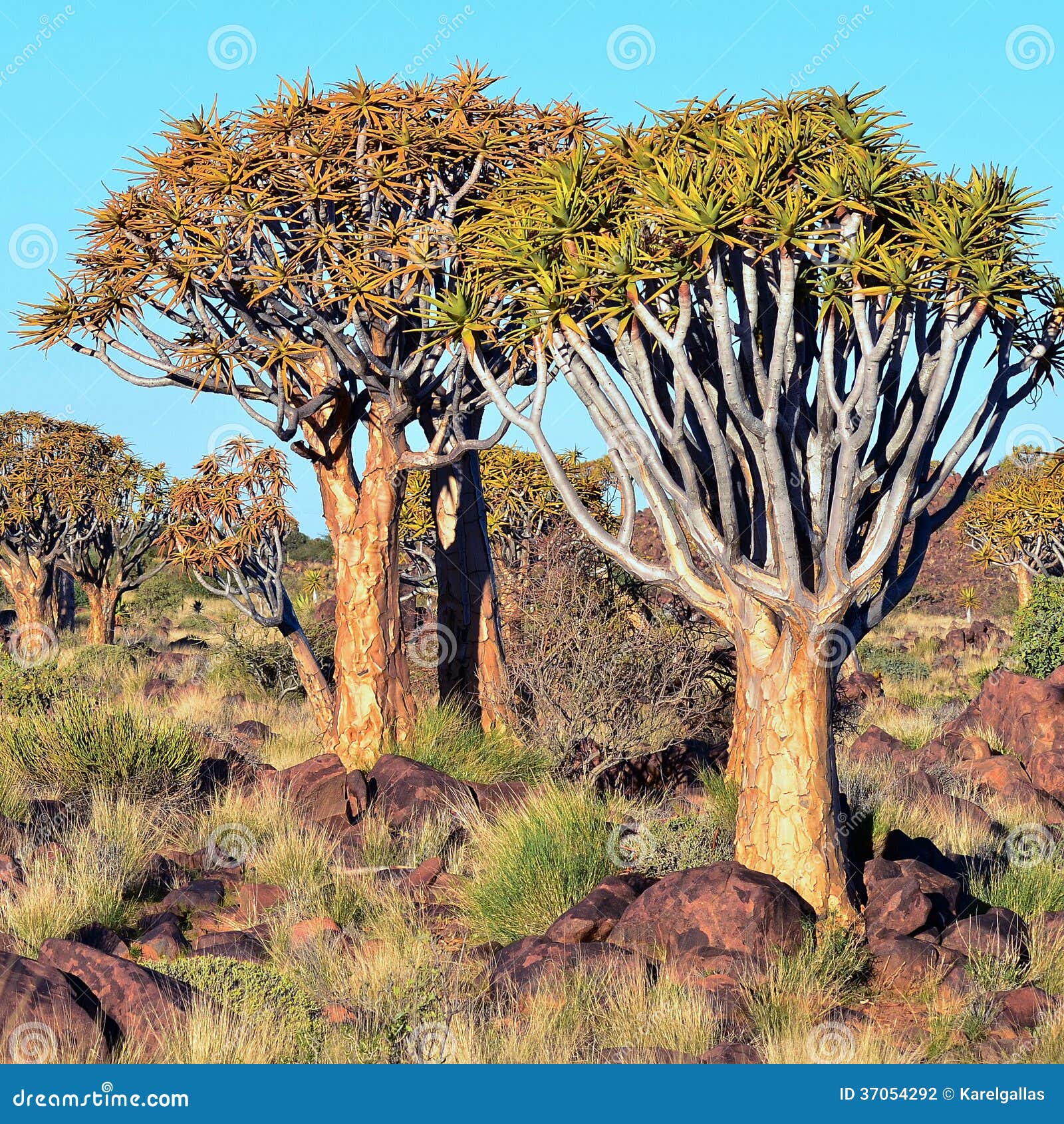 Quiver tree stock photo. Image of plant, light, environment - 37054292